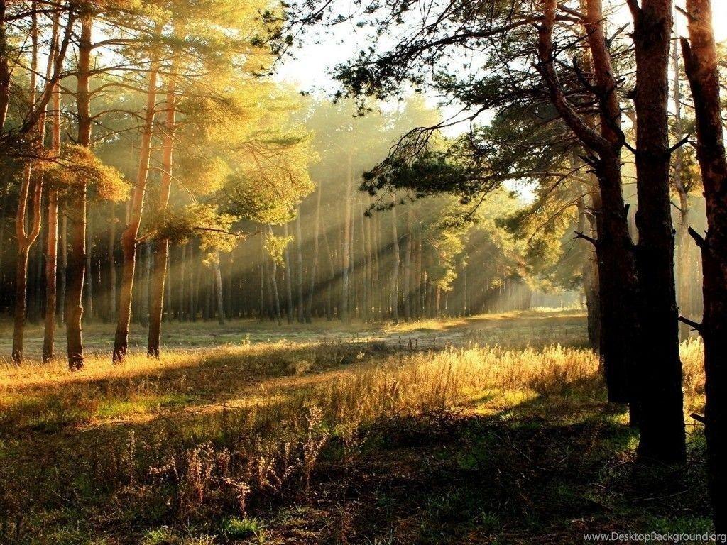 Morning Nature Wallpapers - Top Free Morning Nature Backgrounds ...