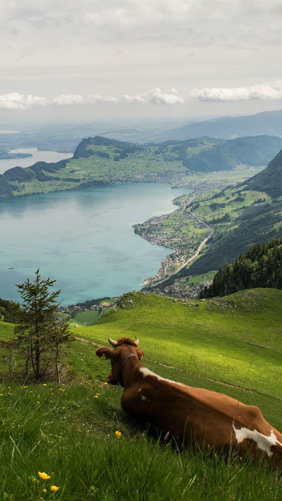 Cute Cow iPhone Wallpapers - Top Free Cute Cow iPhone Backgrounds ...