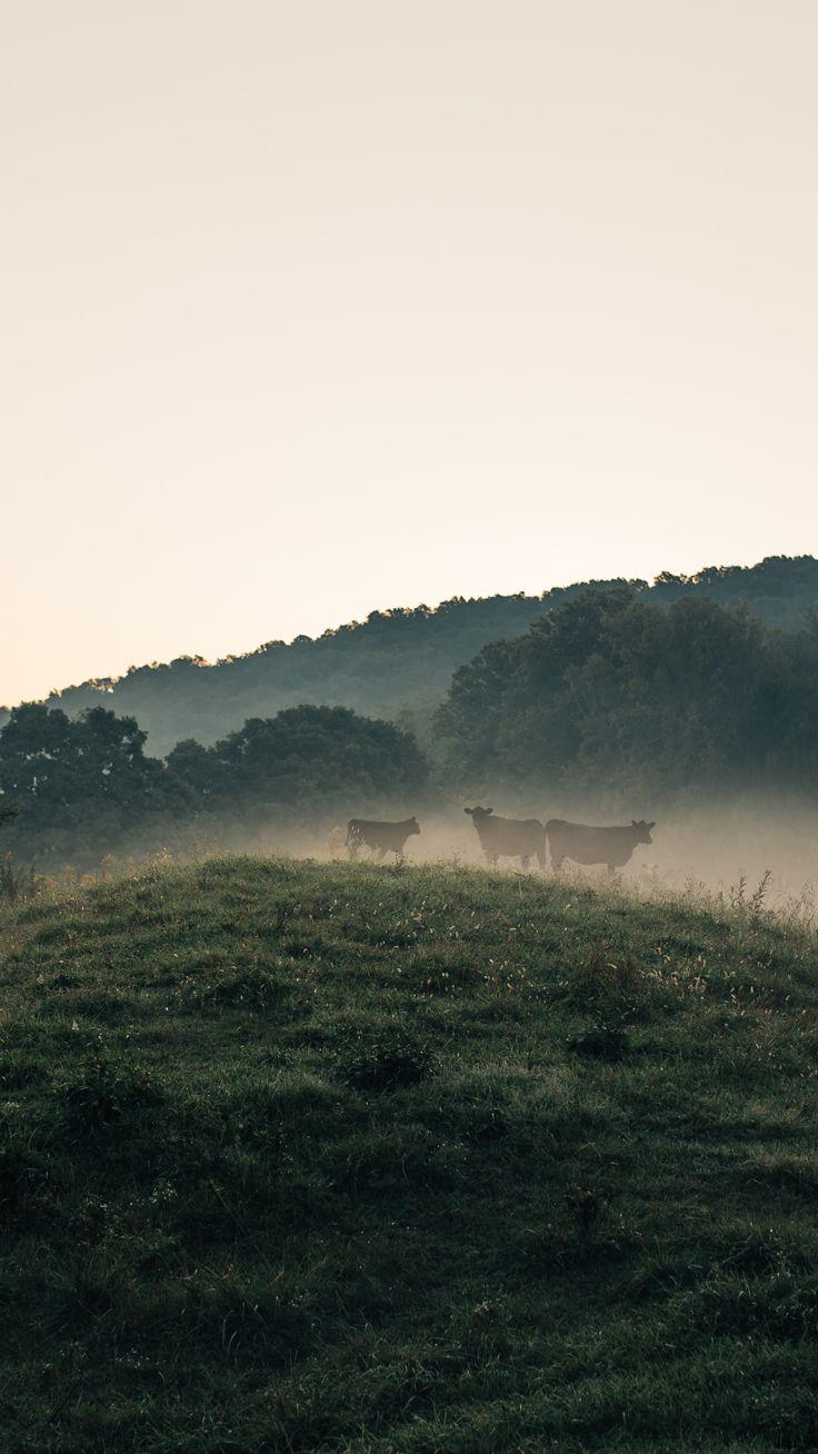 Cute Cow iPhone Wallpapers - Top Free Cute Cow iPhone Backgrounds ...