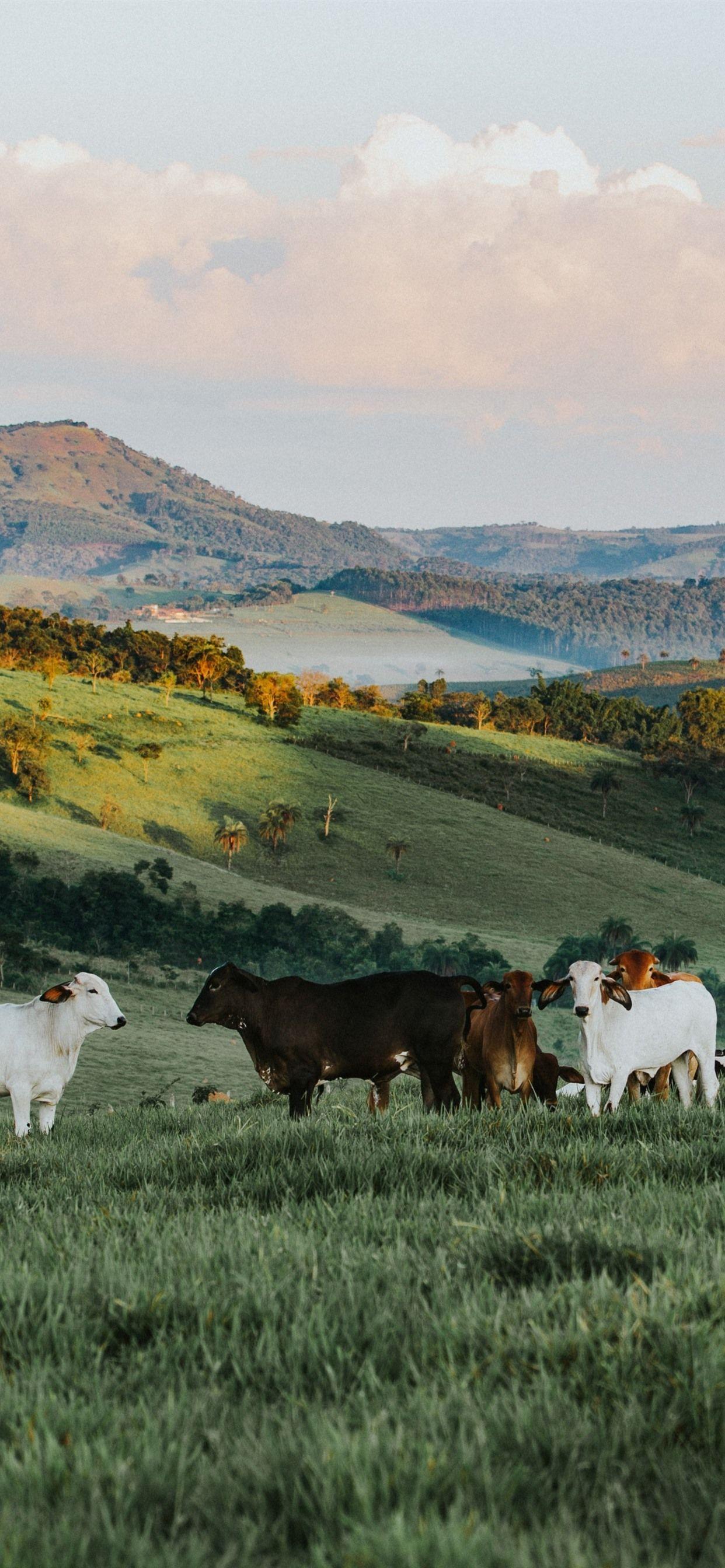 Cute Cow iPhone Wallpapers - Top Free Cute Cow iPhone Backgrounds ...