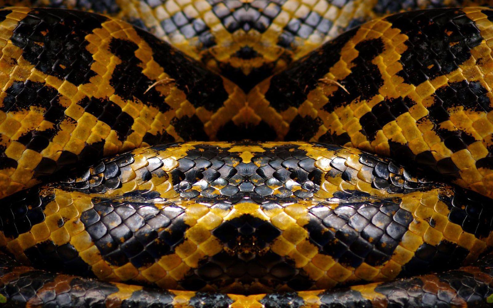 Snake Skin Wallpapers - Top Free Snake Skin Backgrounds - WallpaperAccess