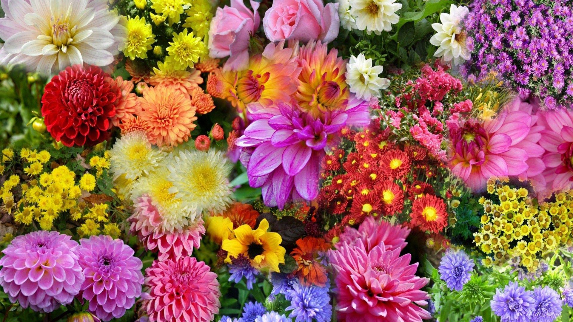 Autumn Flowers Desktop Wallpapers - Top Free Autumn Flowers Desktop ...