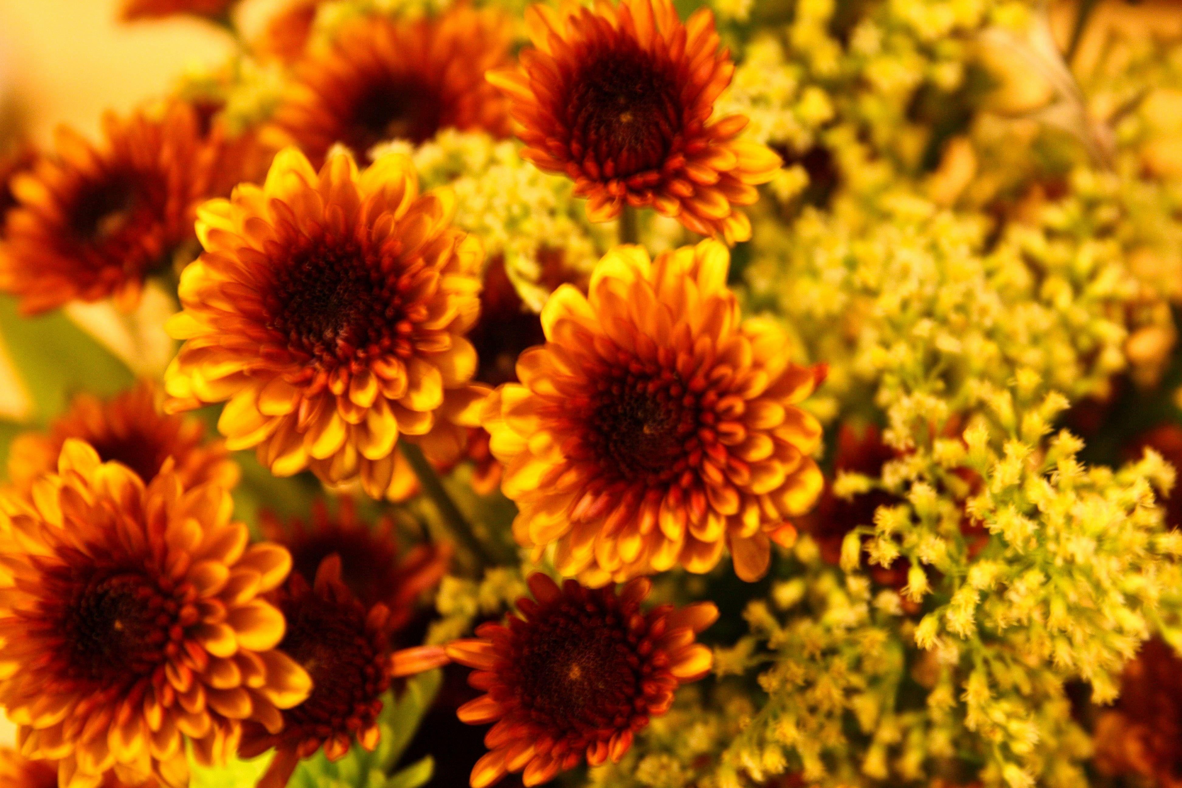 Fall Sunflower Wallpapers - Top Free Fall Sunflower Backgrounds ...