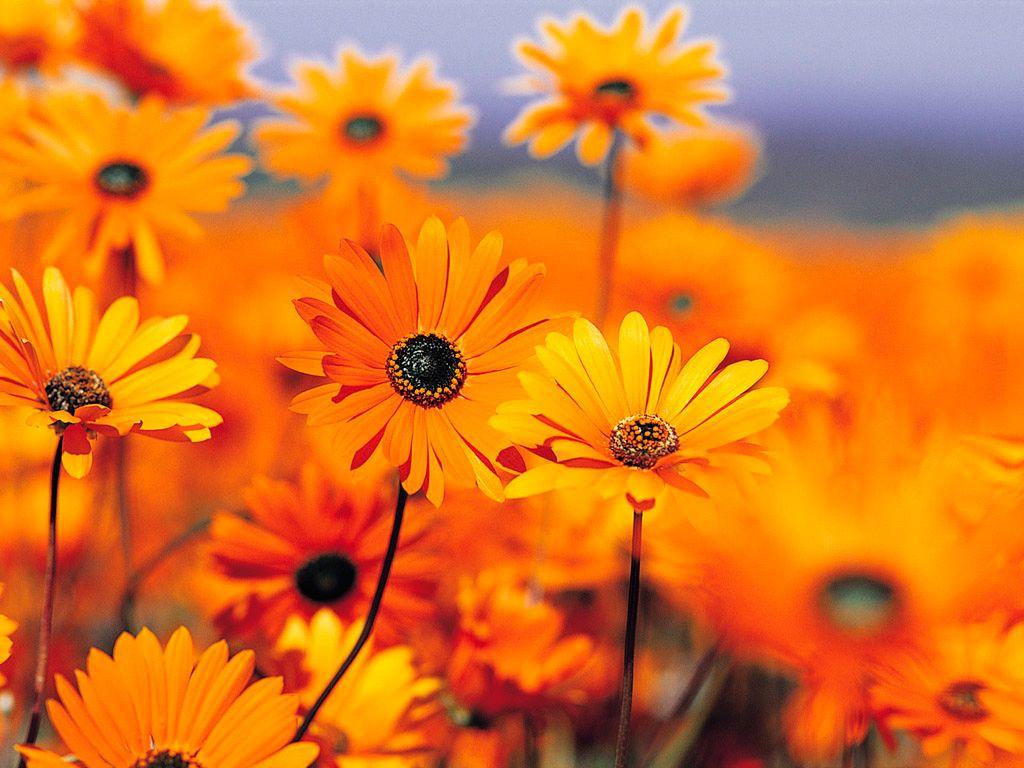 Autumn Wildflower Desktop Wallpapers - Top Free Autumn Wildflower ...