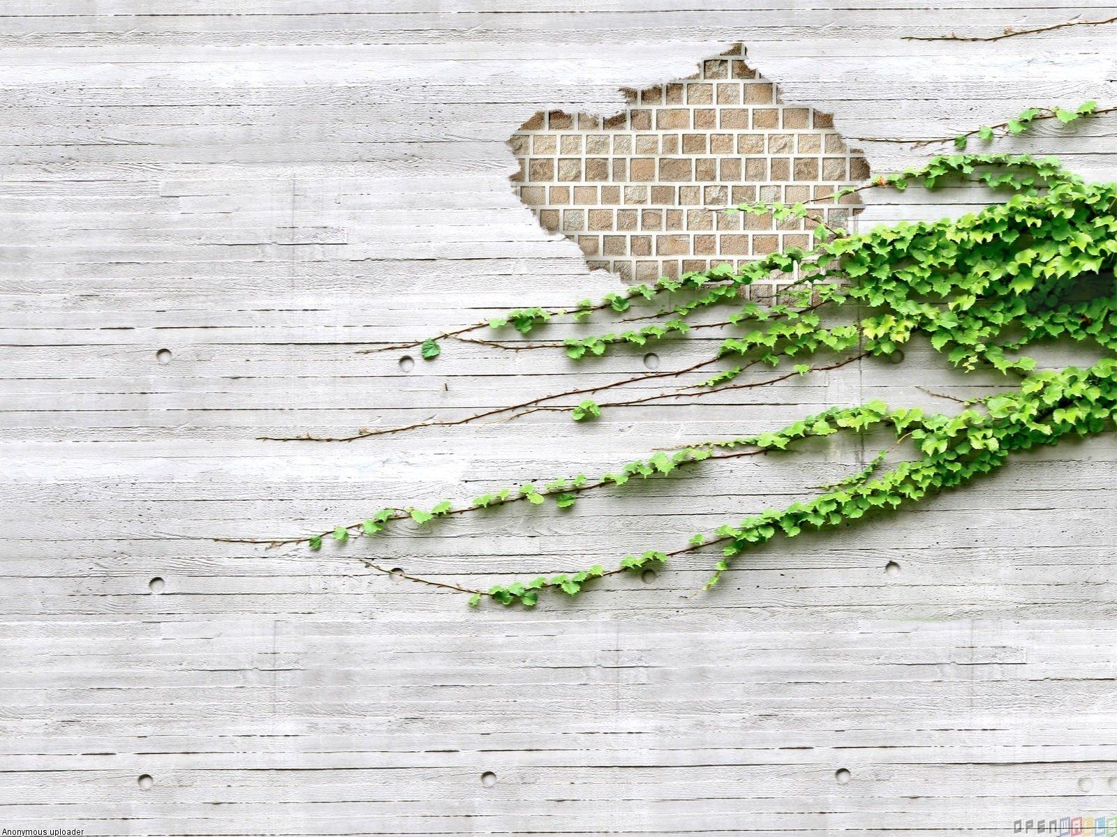 Ivy Wallpapers - Top Free Ivy Backgrounds - WallpaperAccess