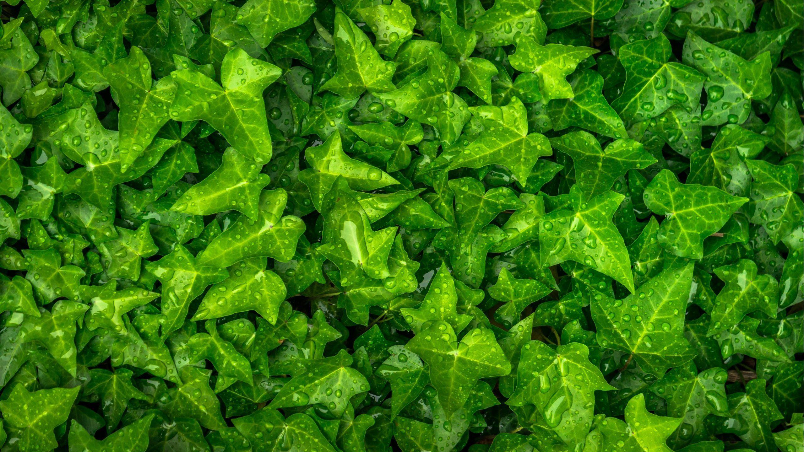 Ivy Wallpapers - Top Free Ivy Backgrounds - WallpaperAccess