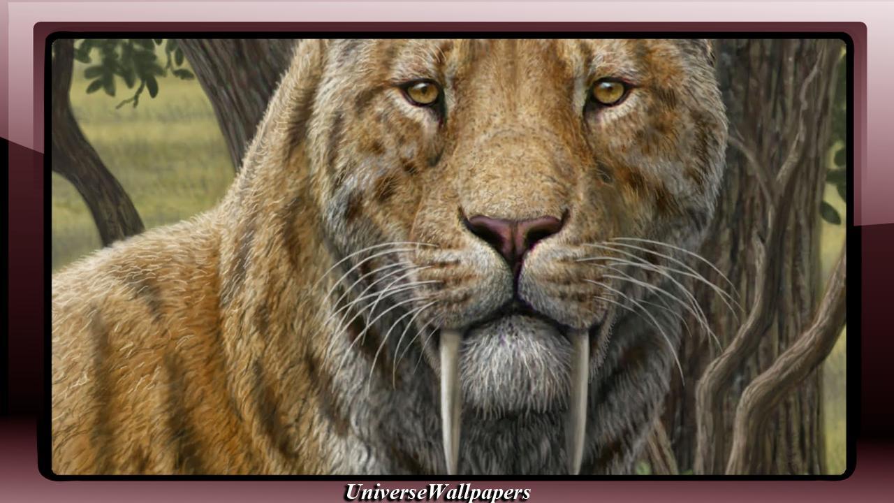 Saber Tooth Tiger Wallpapers - Top Free Saber Tooth Tiger Backgrounds ...