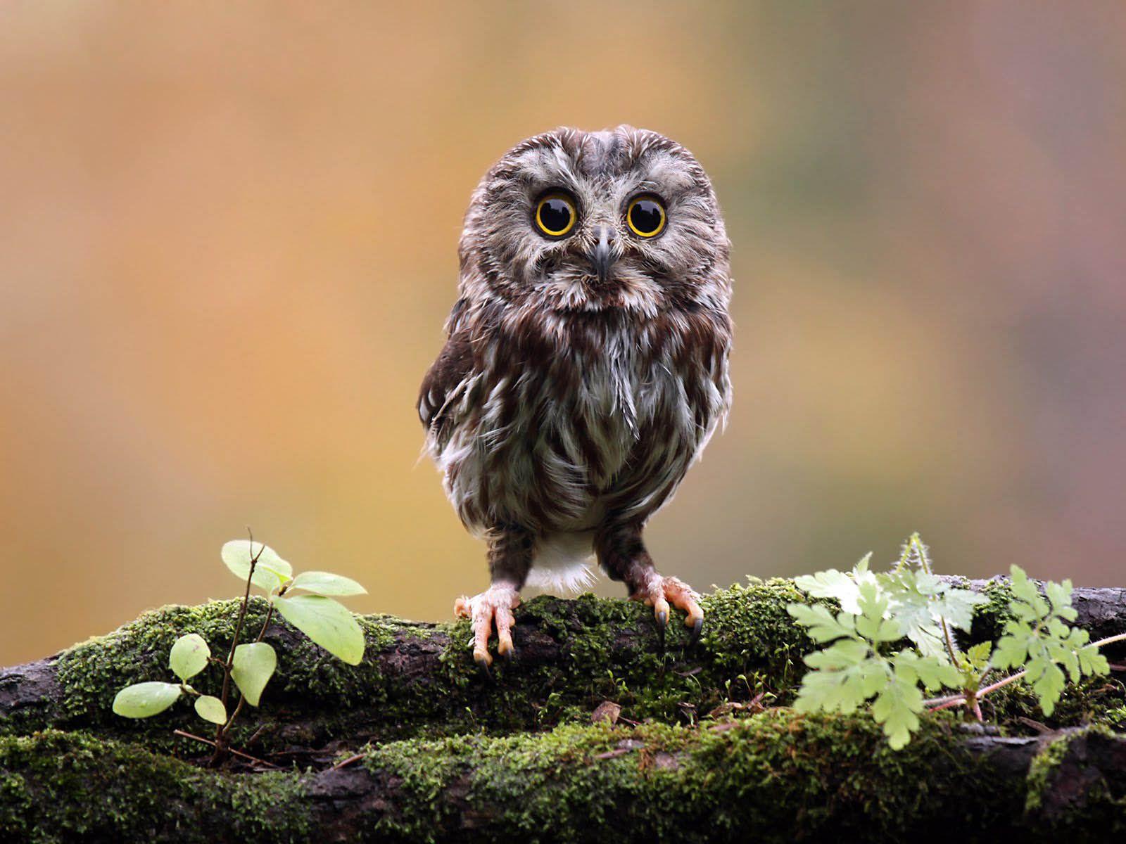 Cute Baby Owl Wallpapers - Top Free Cute Baby Owl Backgrounds ...