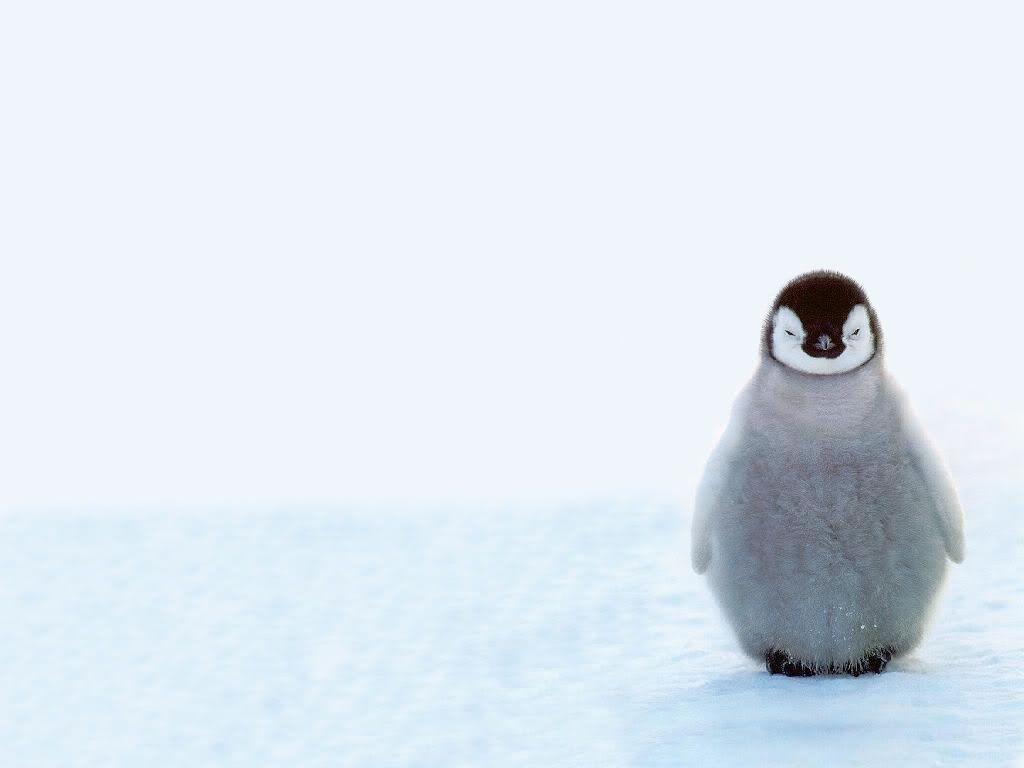 Cool Penguin Wallpapers - Top Free Cool Penguin Backgrounds ...