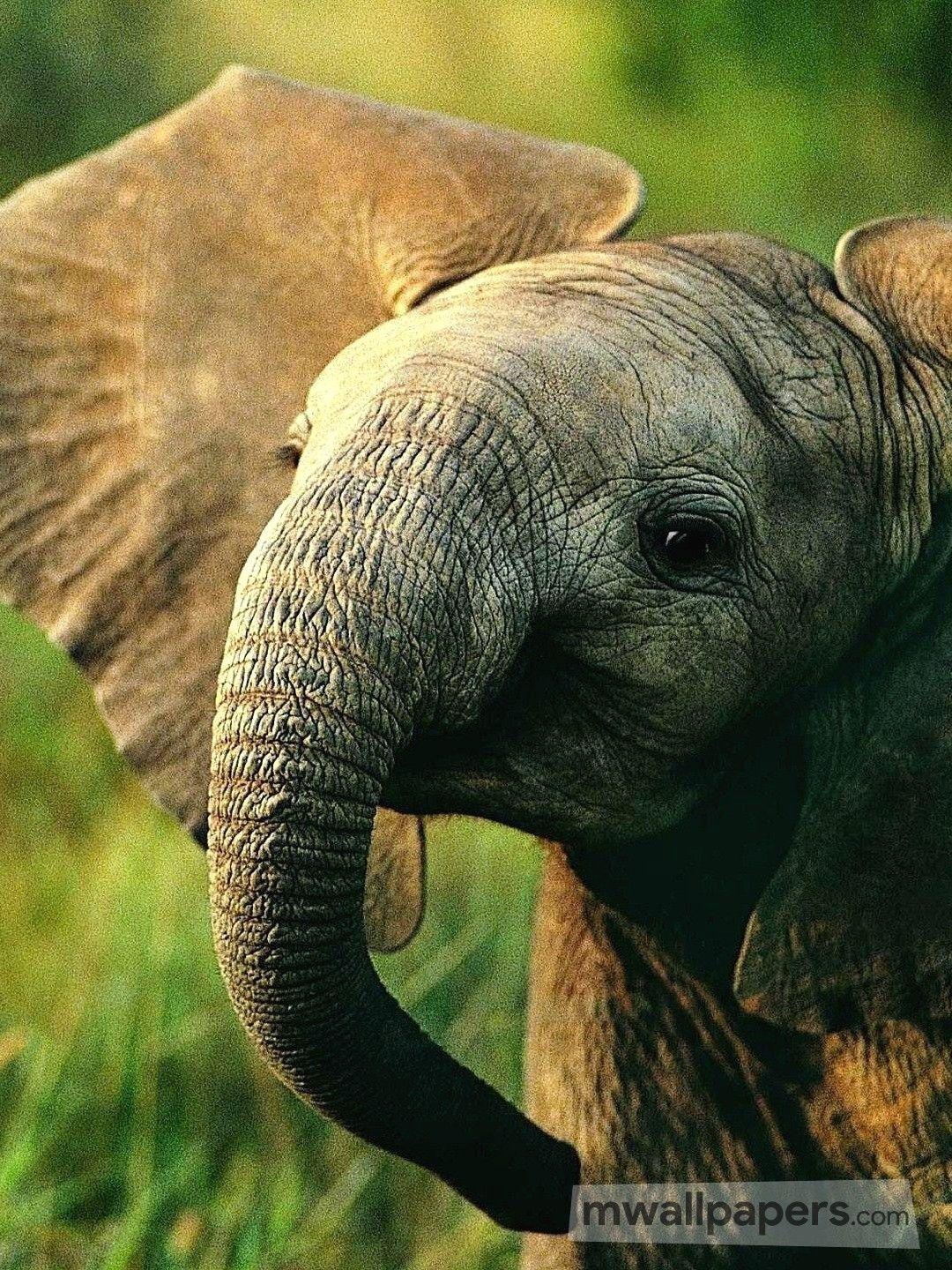 HD Elephant Wallpapers - Top Free HD Elephant Backgrounds - WallpaperAccess