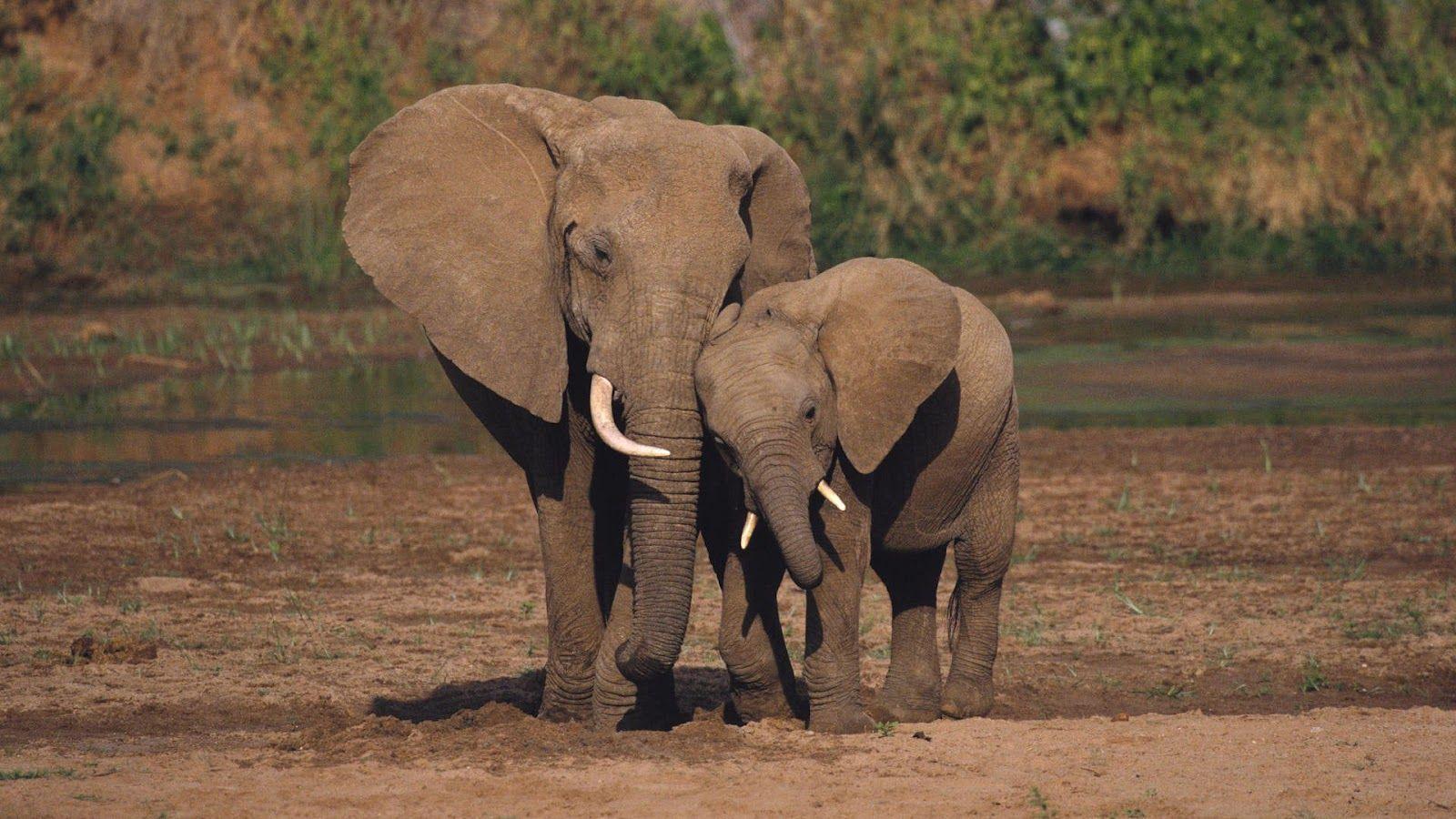 Vintage Elephant Wallpapers - Top Free Vintage Elephant Backgrounds ...