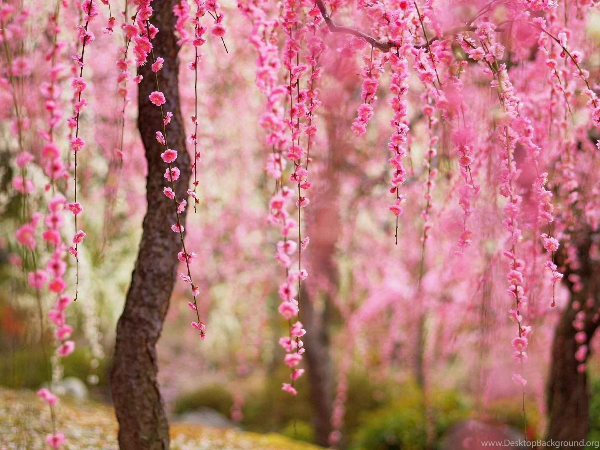 Flower Trees Wallpapers - Top Free Flower Trees Backgrounds ...