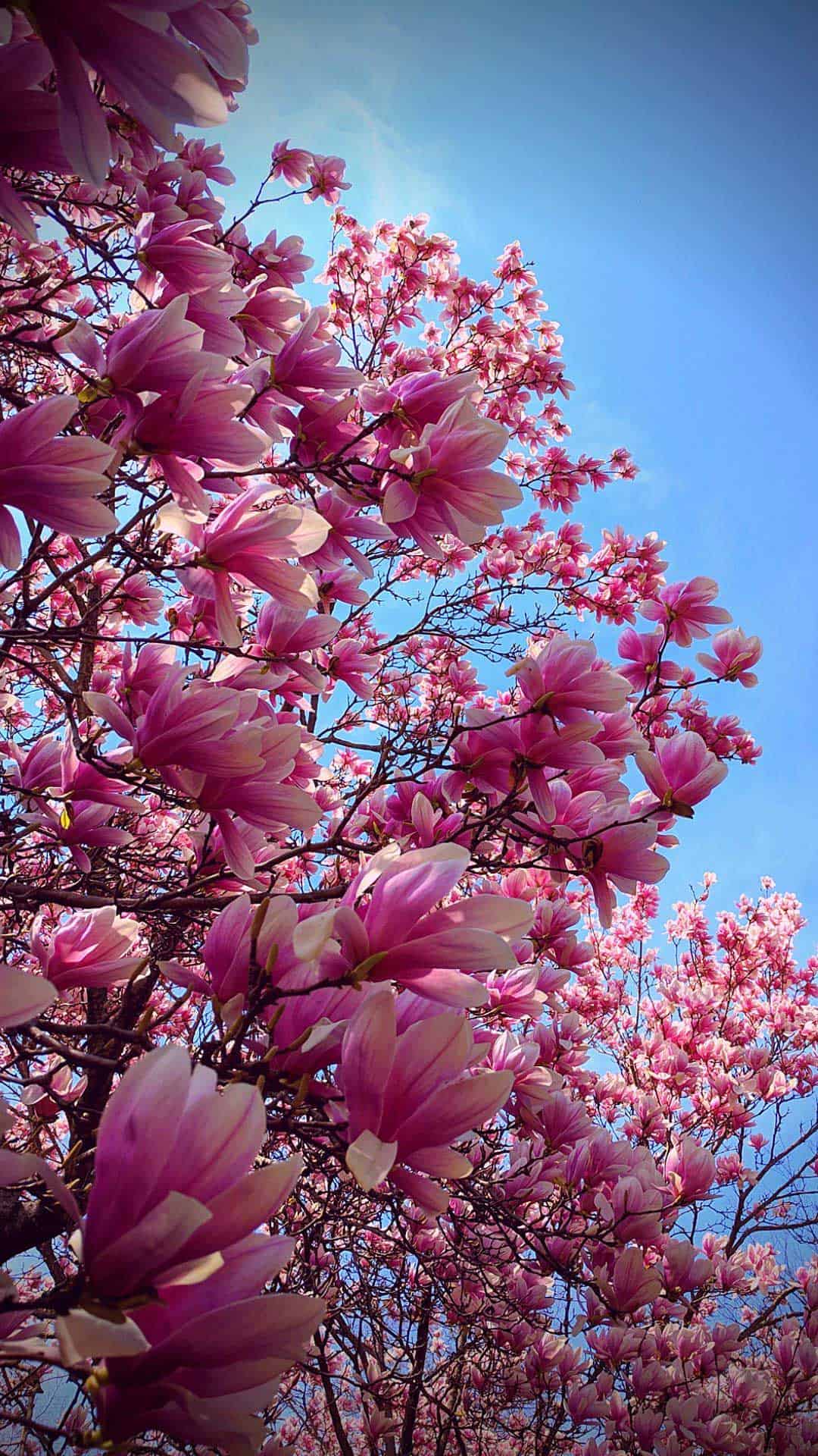 Flower Trees Wallpapers - Top Free Flower Trees Backgrounds ...