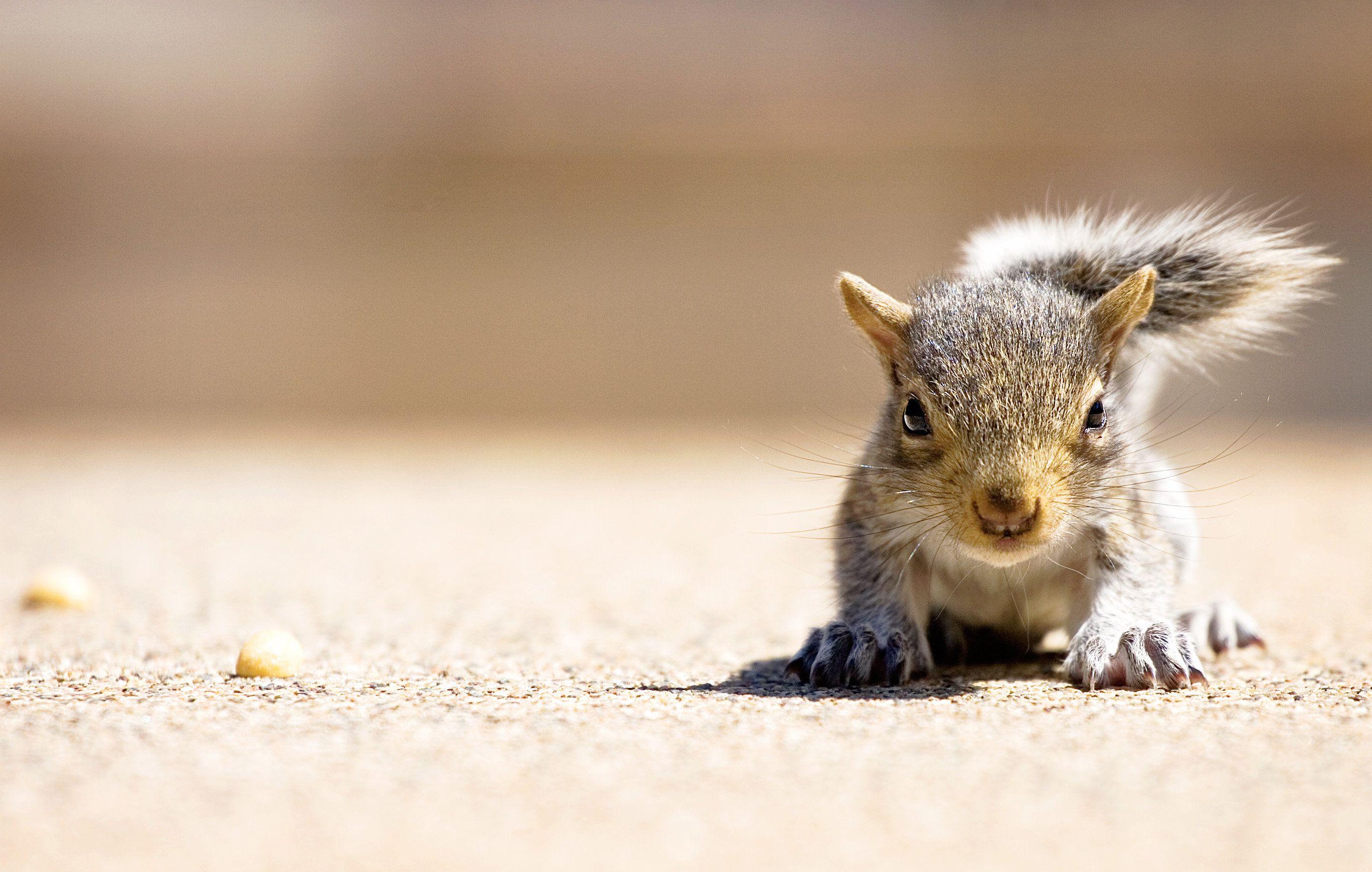 Baby Squirrel Wallpapers - Top Free Baby Squirrel Backgrounds ...