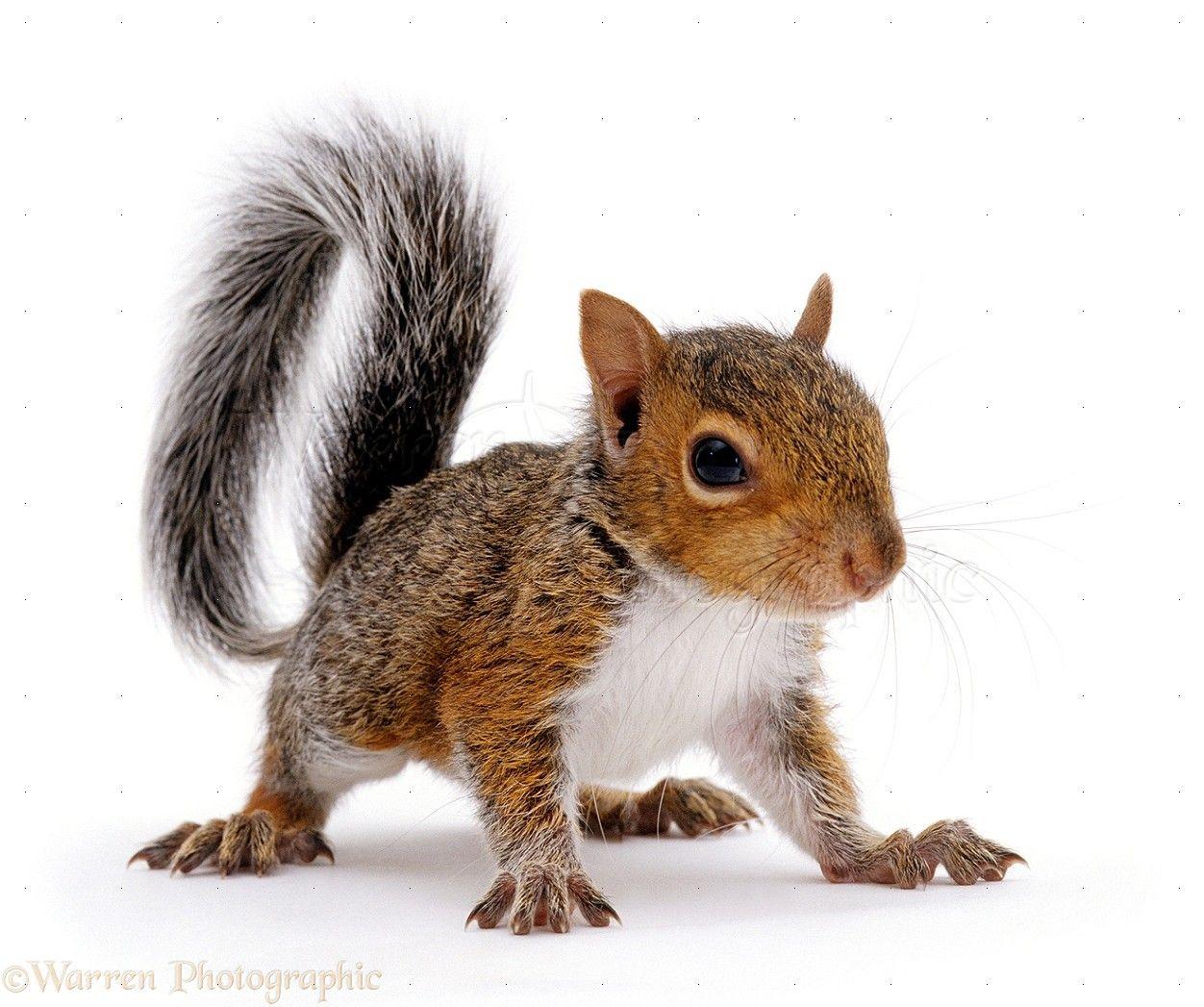 Baby Squirrel Wallpapers - Top Free Baby Squirrel Backgrounds ...