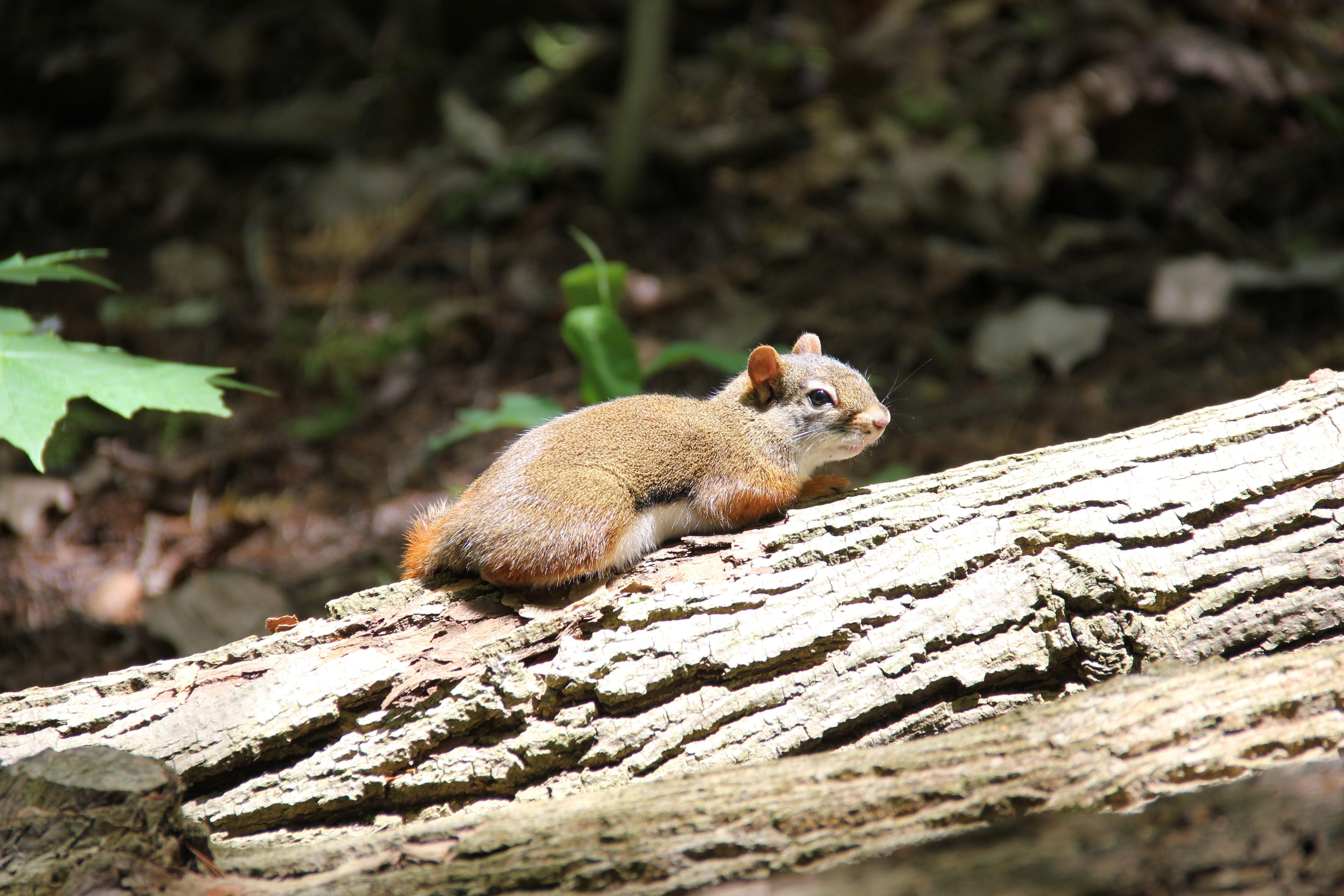 Baby Squirrel Wallpapers - Top Free Baby Squirrel Backgrounds ...