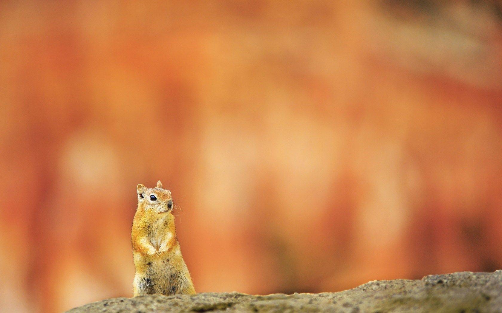 Baby Squirrel Wallpapers - Top Free Baby Squirrel Backgrounds ...