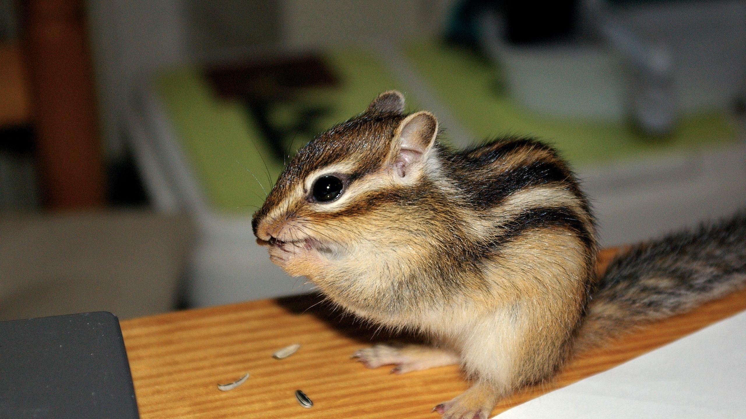 Baby Squirrel Wallpapers - Top Free Baby Squirrel Backgrounds ...