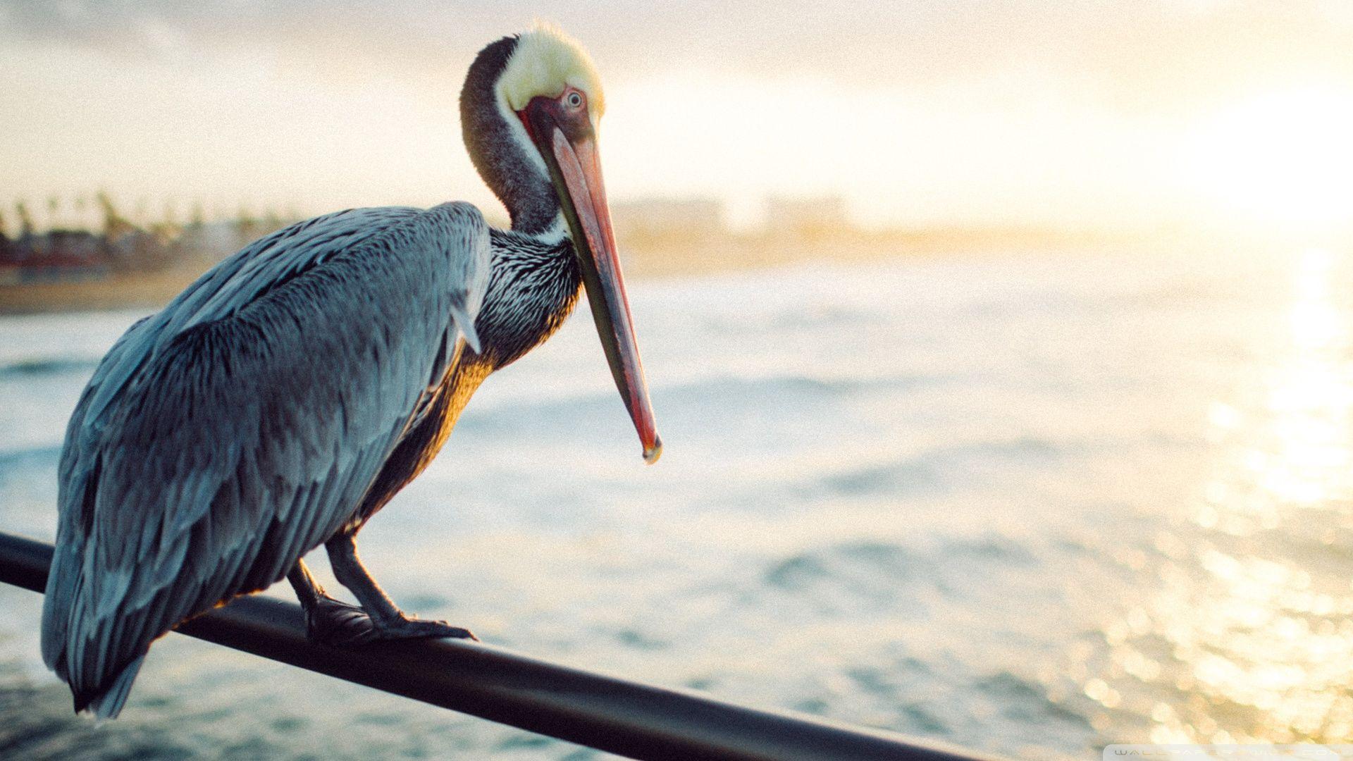Pelican Wallpapers - Top Free Pelican Backgrounds - WallpaperAccess