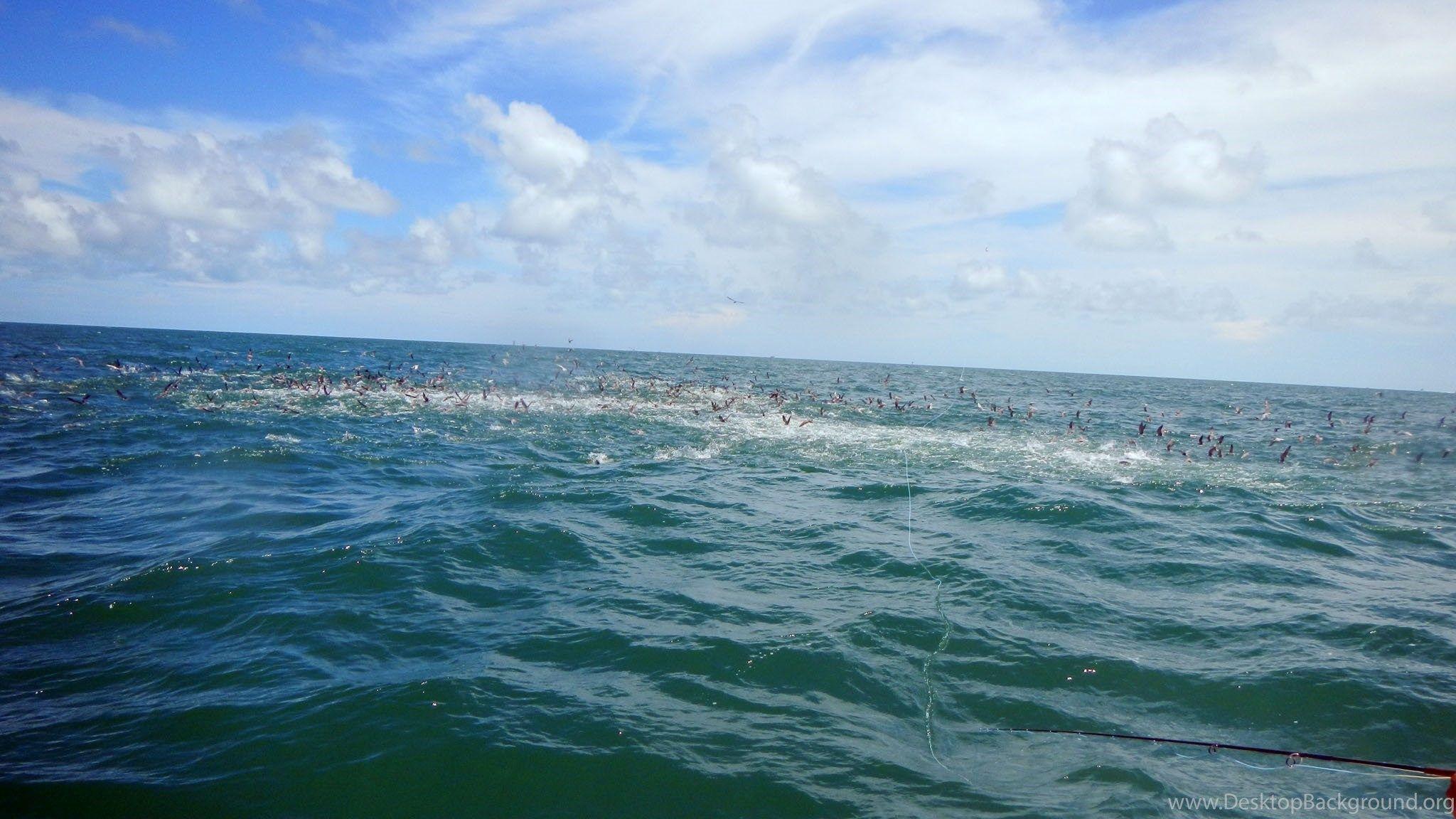 Corpus Christi Wallpapers - Top Free Corpus Christi Backgrounds ...