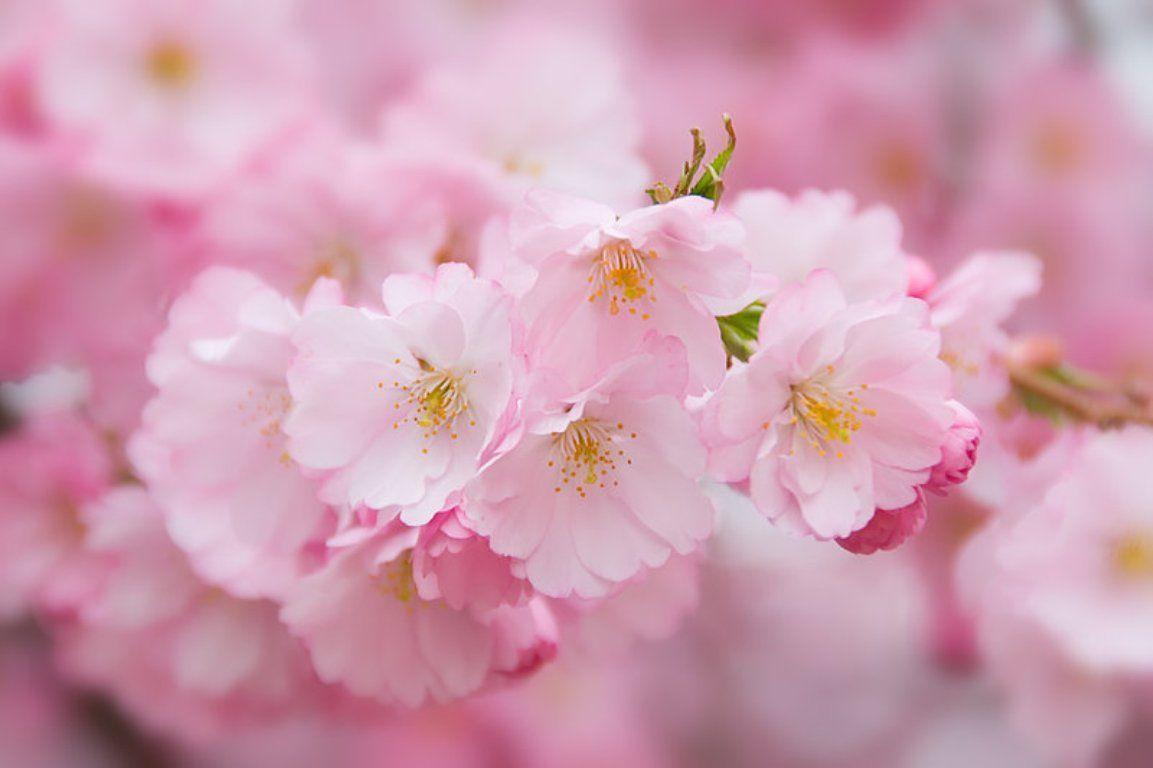 Light Pink Flower Wallpapers - Top Free Light Pink Flower Backgrounds ...