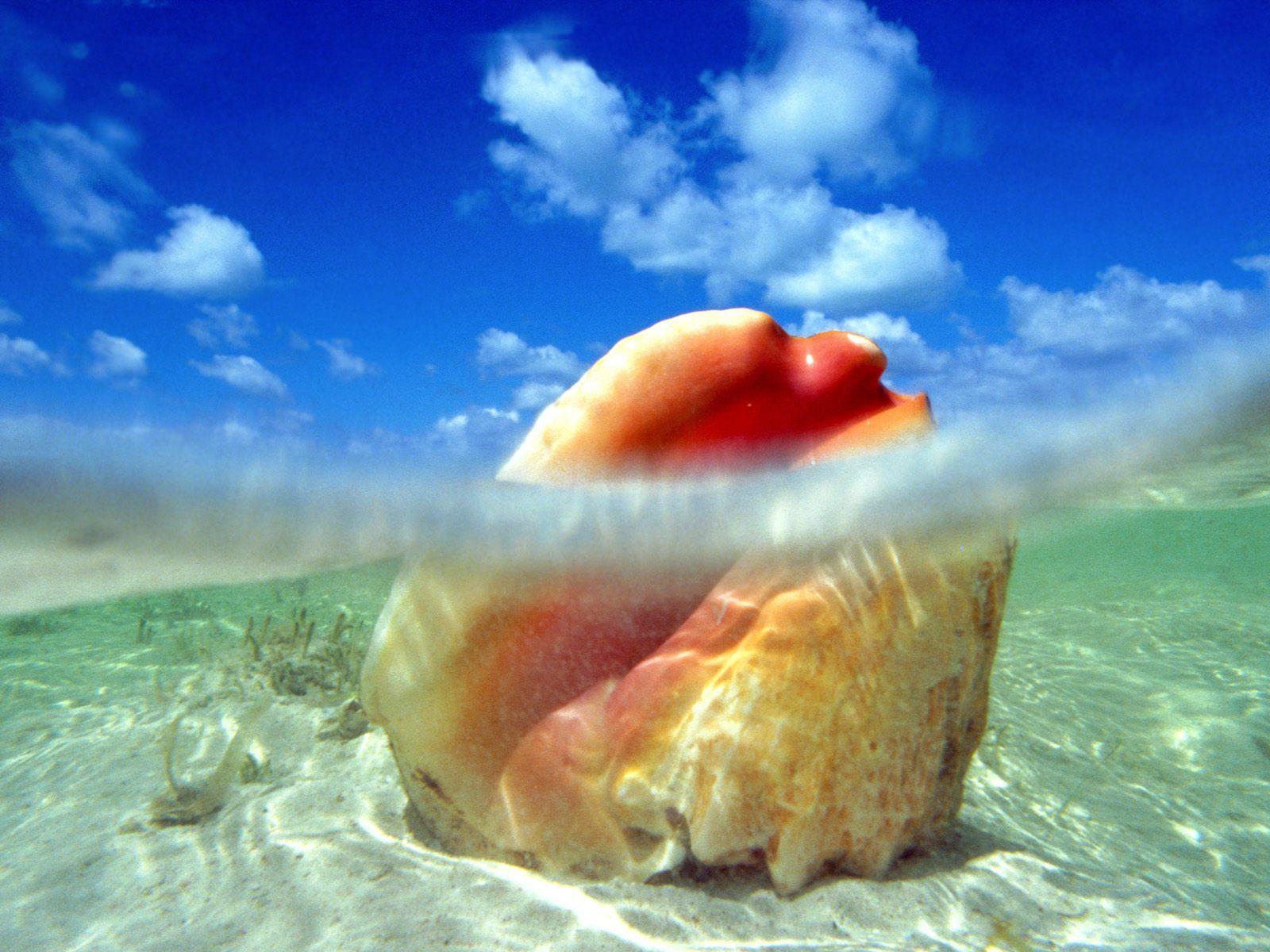 Bahamas Desktop Wallpapers - Top Free Bahamas Desktop Backgrounds ...