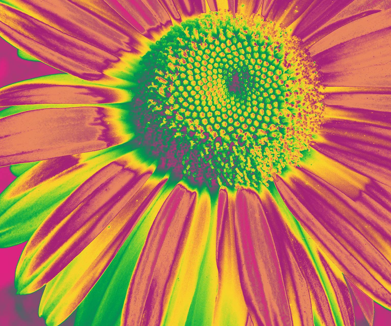 Colorful Daisies Wallpapers - Top Free Colorful Daisies Backgrounds ...