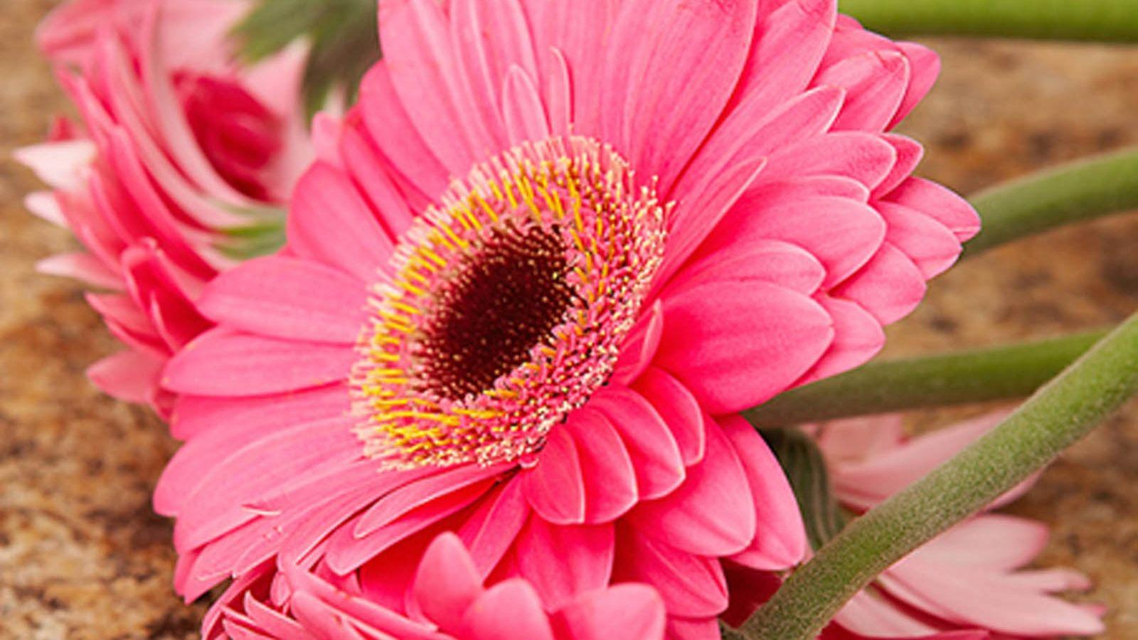 Colorful Daisies Wallpapers - Top Free Colorful Daisies Backgrounds ...