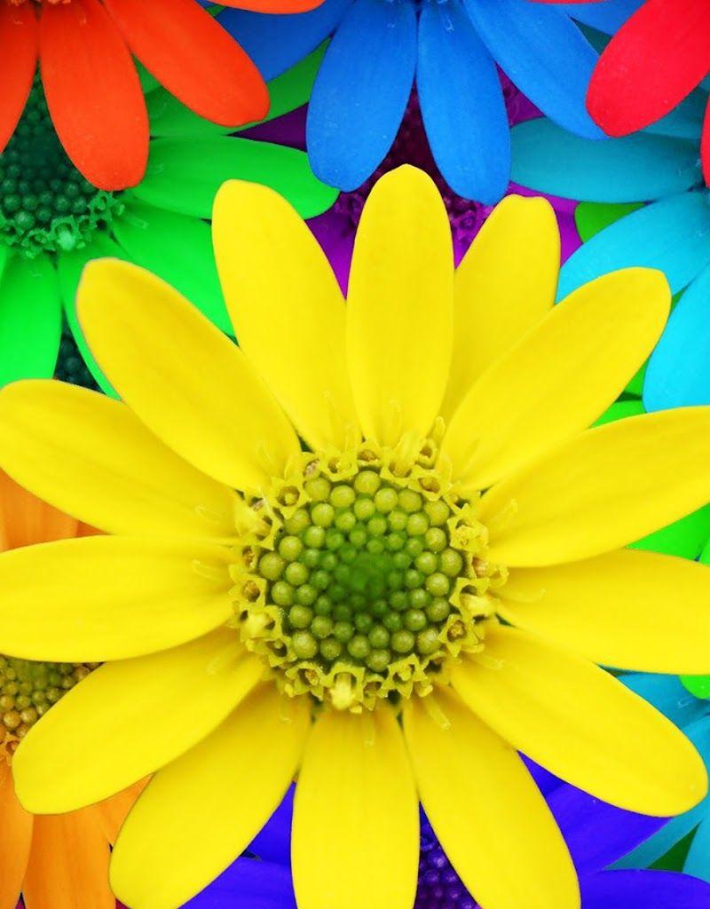 Colorful Daisies Wallpapers - Top Free Colorful Daisies Backgrounds ...