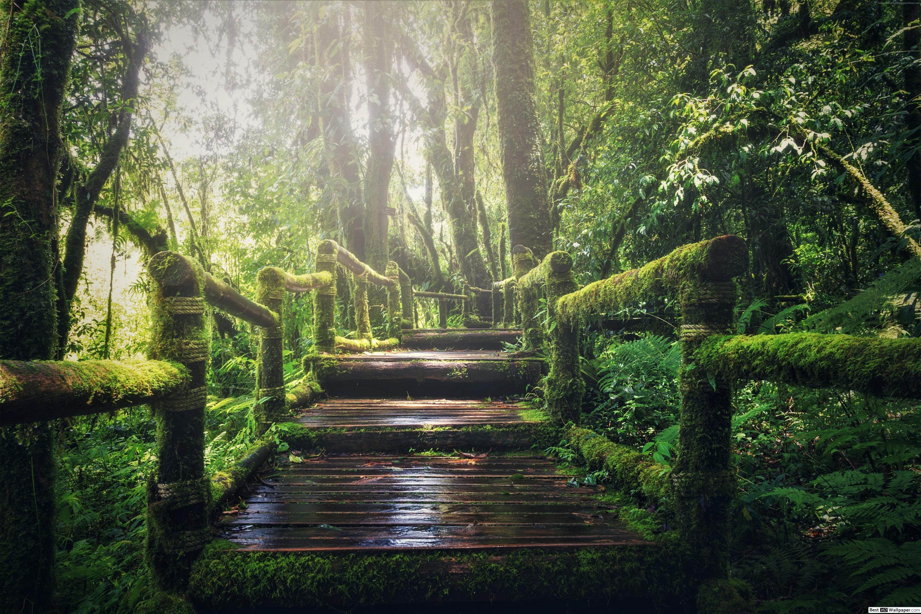 Evergreen Wallpapers - Top Free Evergreen Backgrounds - WallpaperAccess