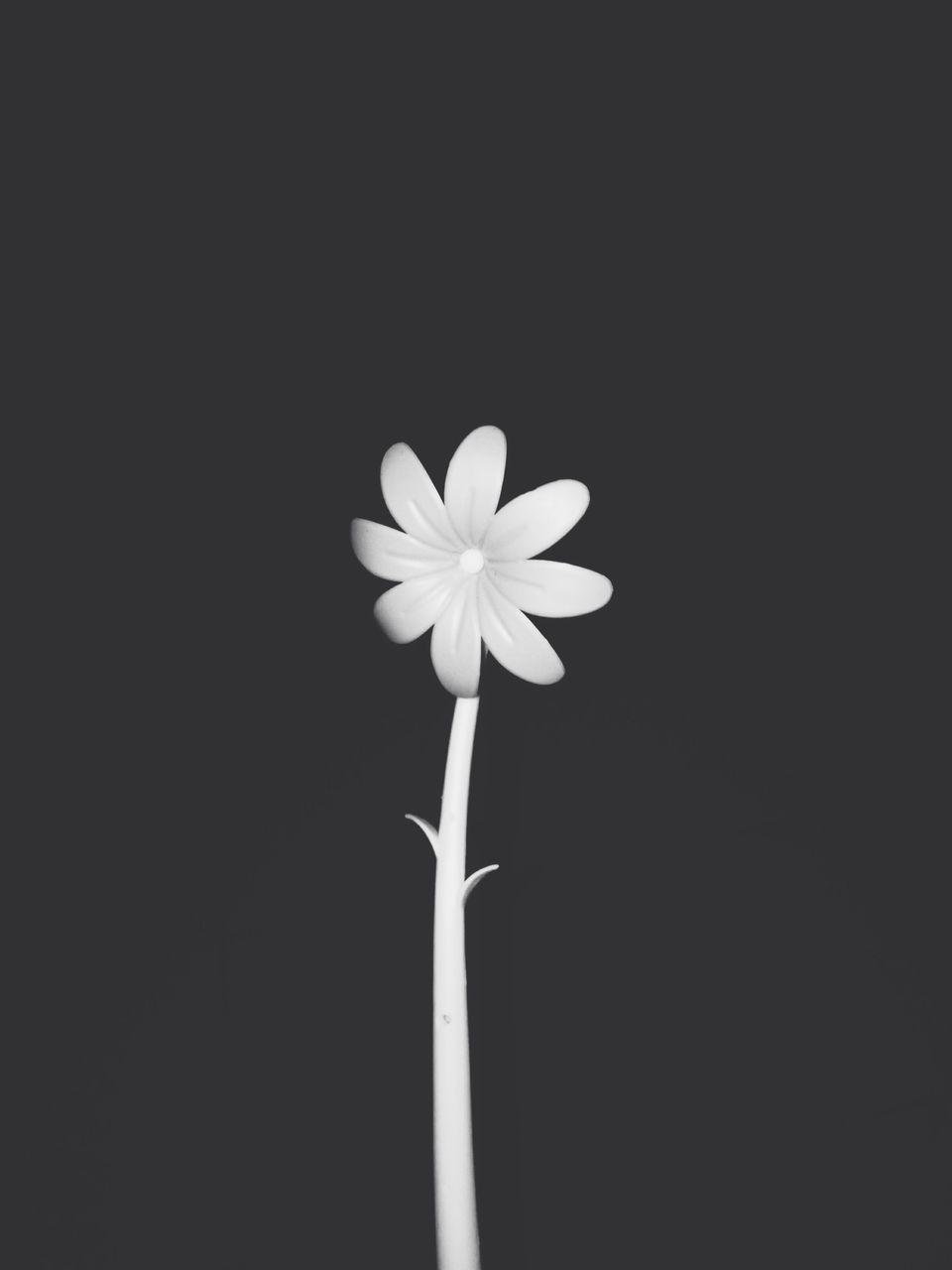 Sad Flower Wallpapers - Top Free Sad Flower Backgrounds - WallpaperAccess