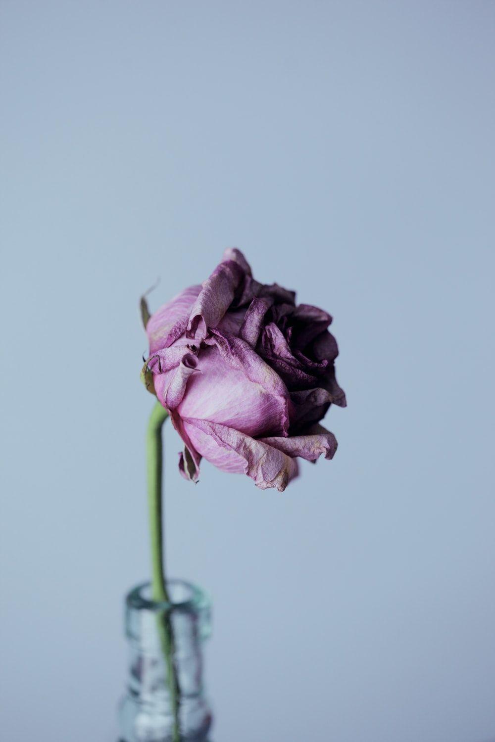 Sad Flower Wallpapers - Top Free Sad Flower Backgrounds - WallpaperAccess