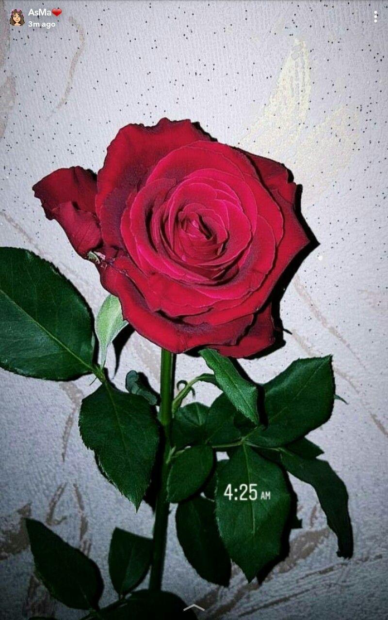 Pinterest Rose Wallpapers - Top Free Pinterest Rose Backgrounds ...