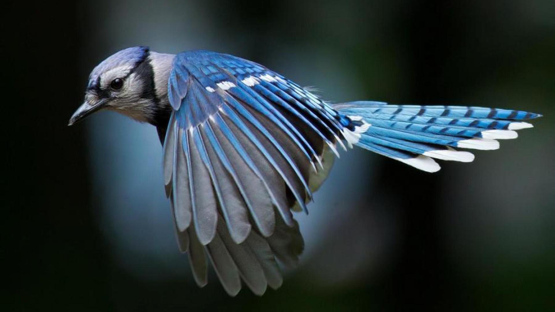 Blue Jay Wallpapers - Top Free Blue Jay Backgrounds - WallpaperAccess