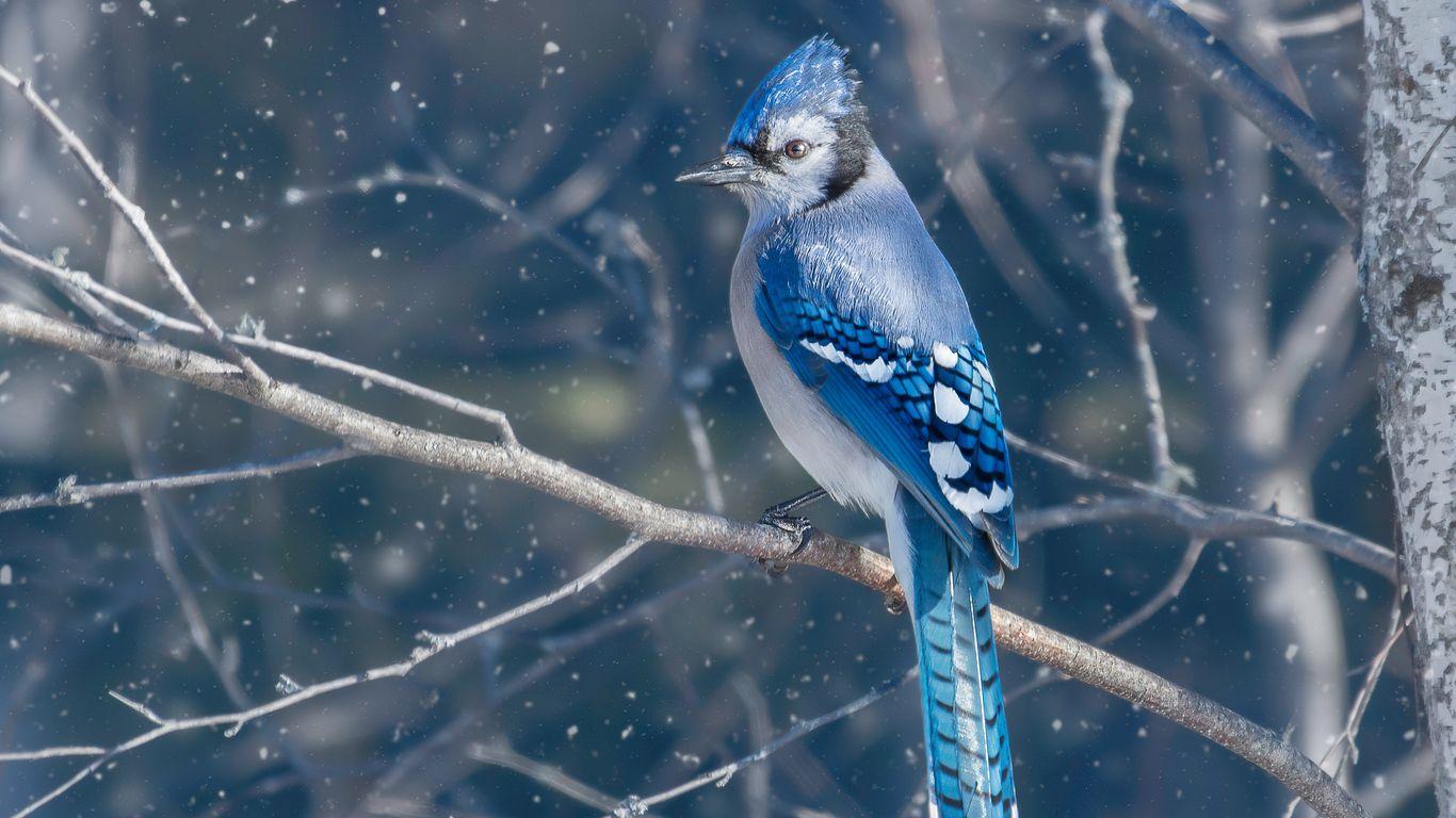 Blue Jay Wallpapers - Top Free Blue Jay Backgrounds - WallpaperAccess