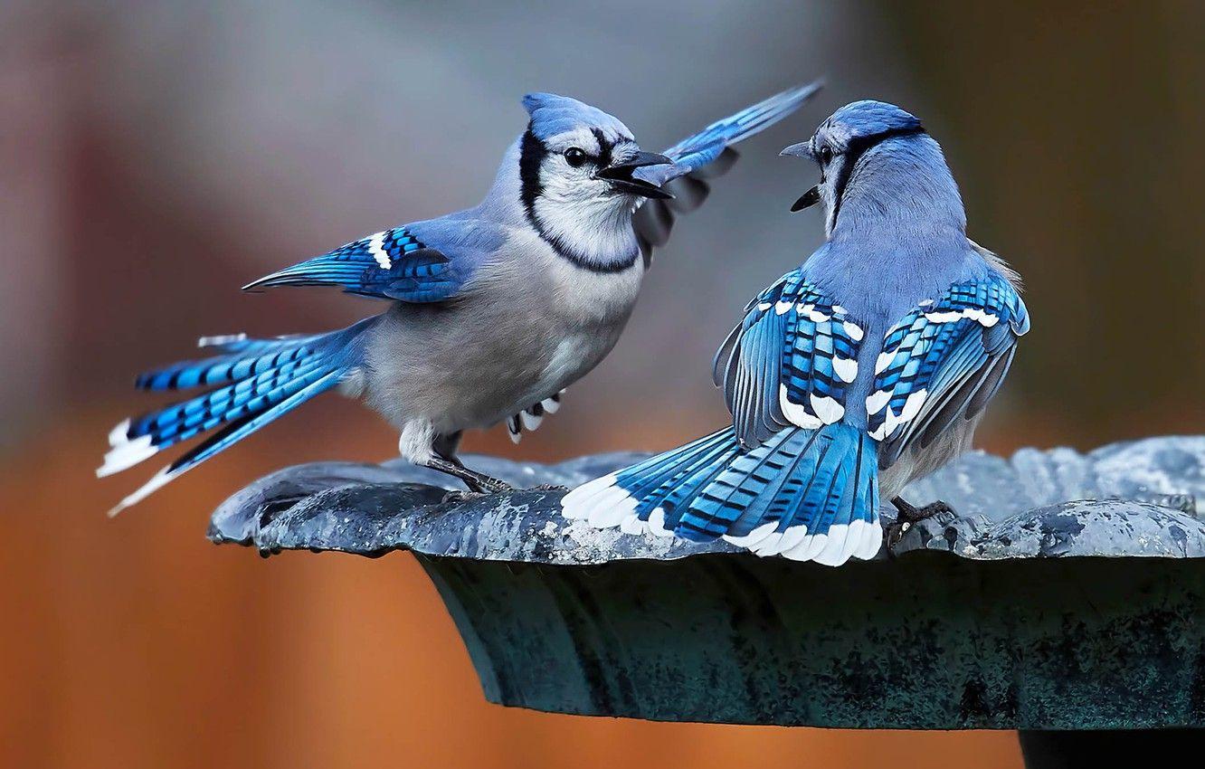 Blue Jay Bird Wallpapers - Top Free Blue Jay Bird Backgrounds ...
