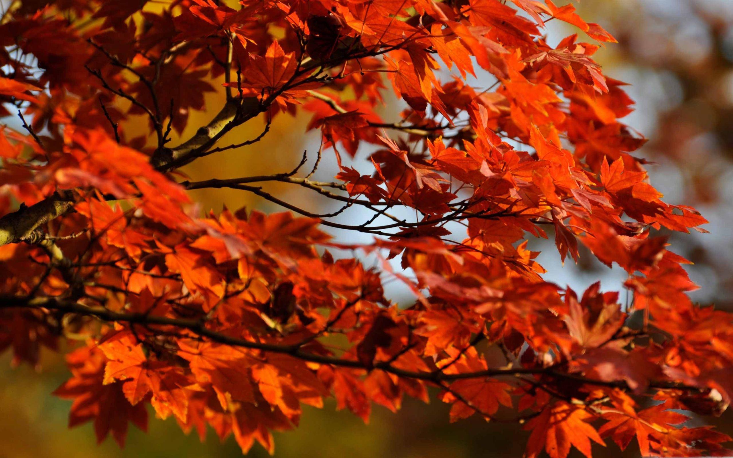 Japanese Maple Tree Wallpapers - Top Free Japanese Maple Tree ...