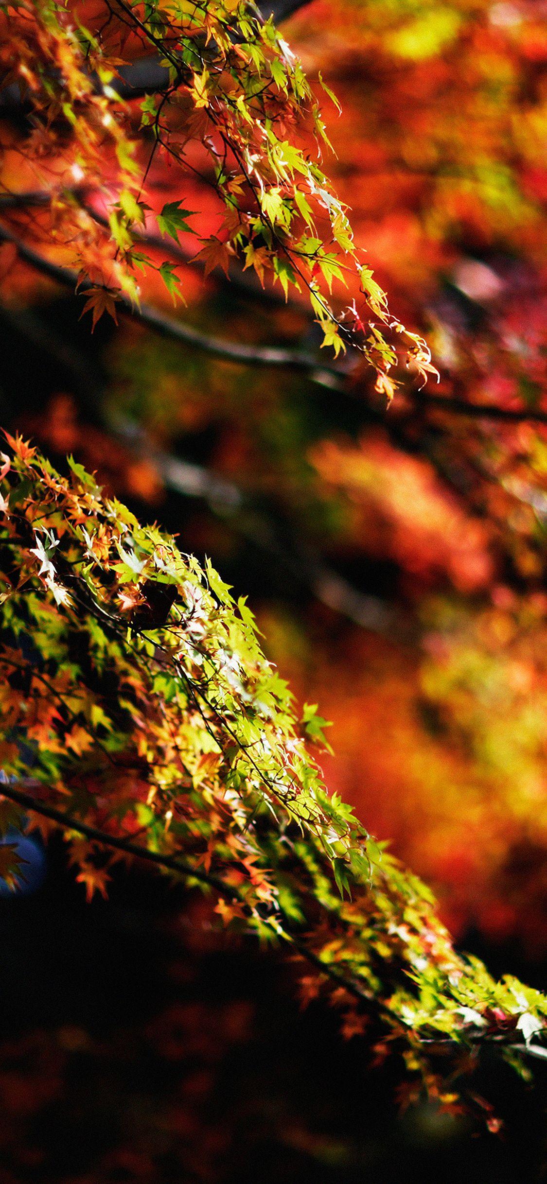 Japanese Maple Wallpapers - Top Free Japanese Maple Backgrounds ...