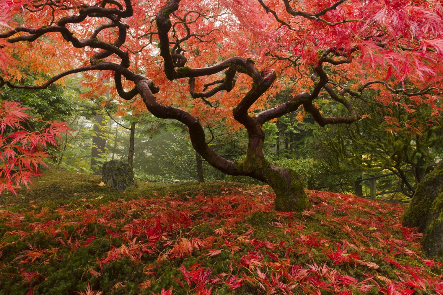 Japanese Maple Wallpapers - Top Free Japanese Maple Backgrounds ...