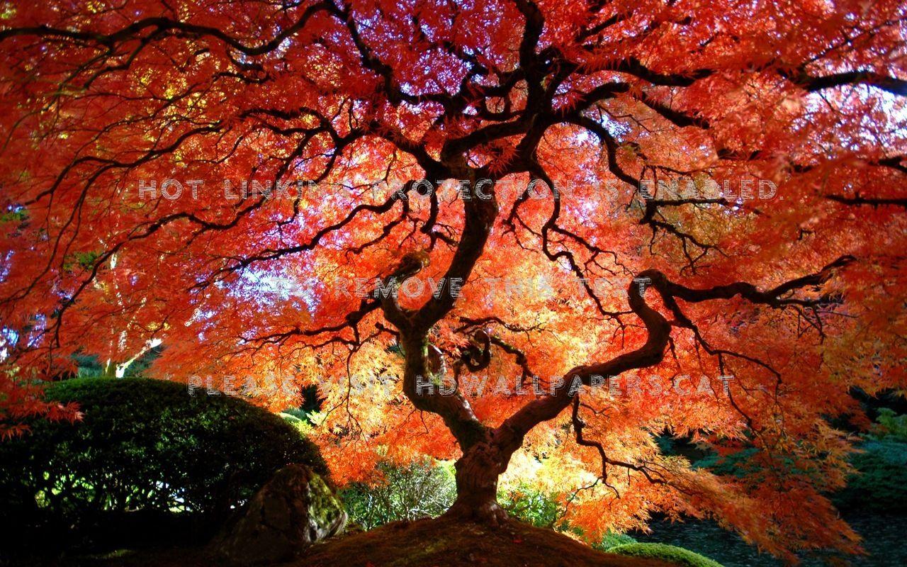 Japanese Maple Wallpapers - Top Free Japanese Maple Backgrounds ...