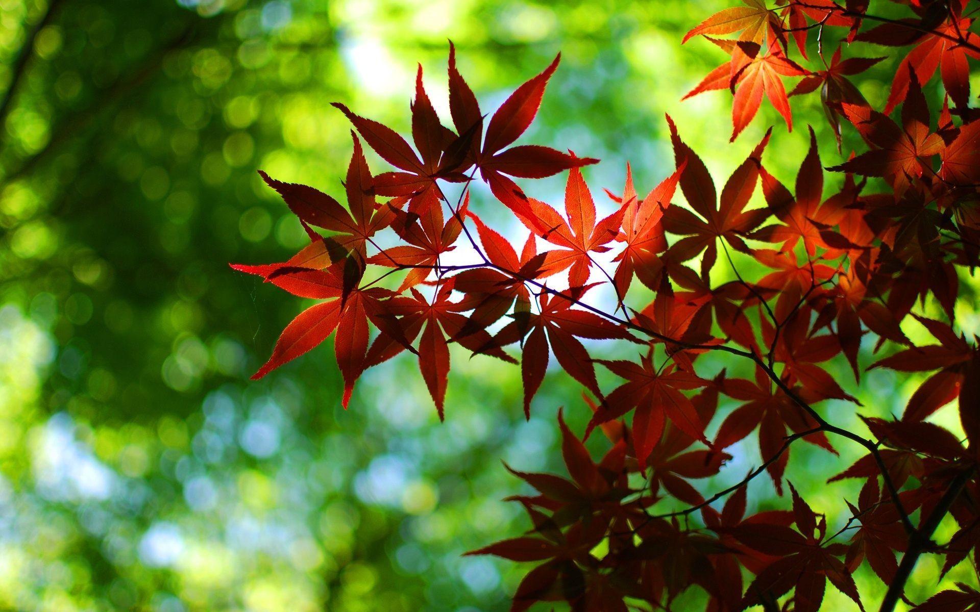 Japanese Maple Wallpapers - Top Free Japanese Maple Backgrounds ...