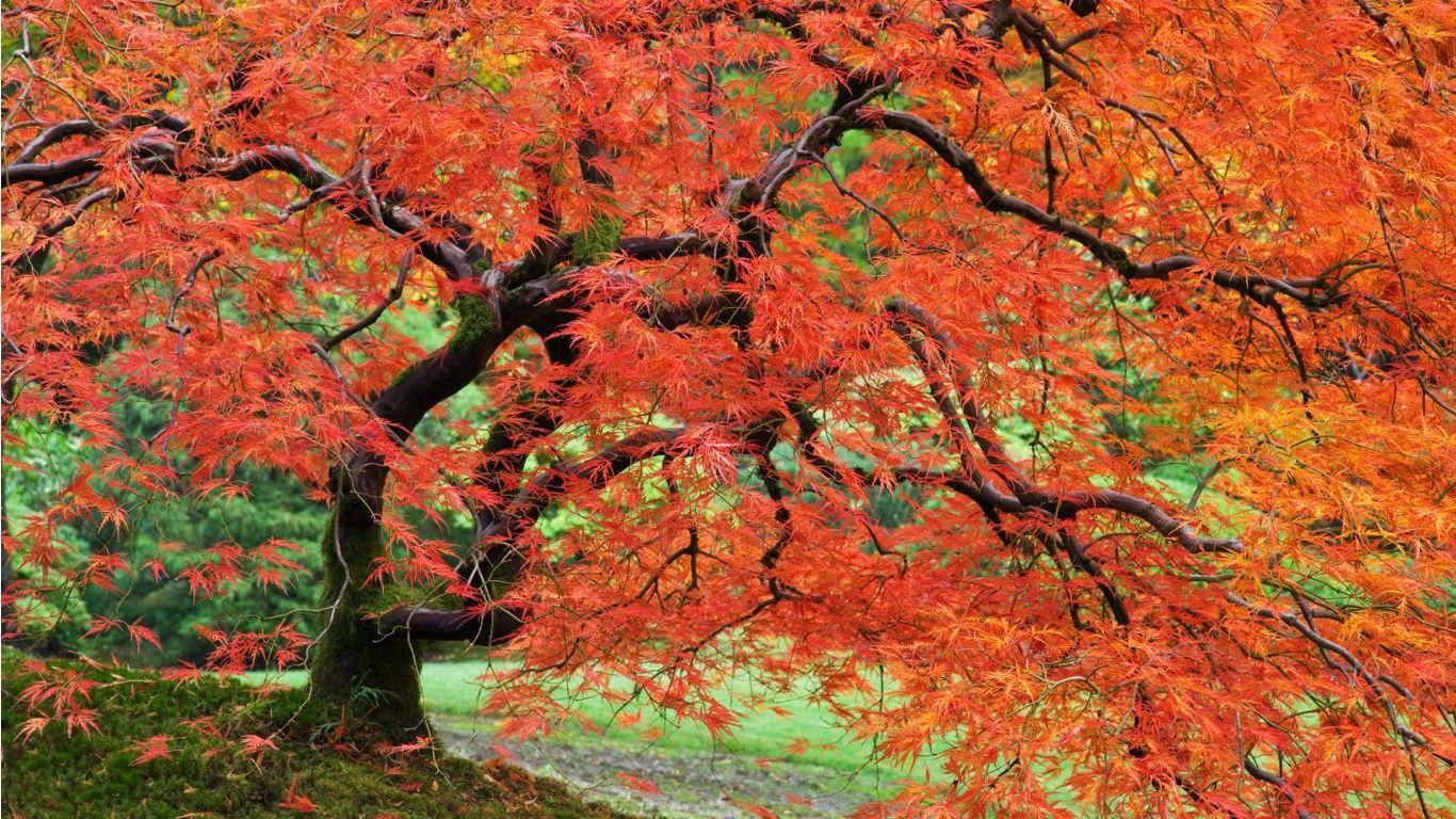 Japanese Maple Wallpapers - Top Free Japanese Maple Backgrounds ...