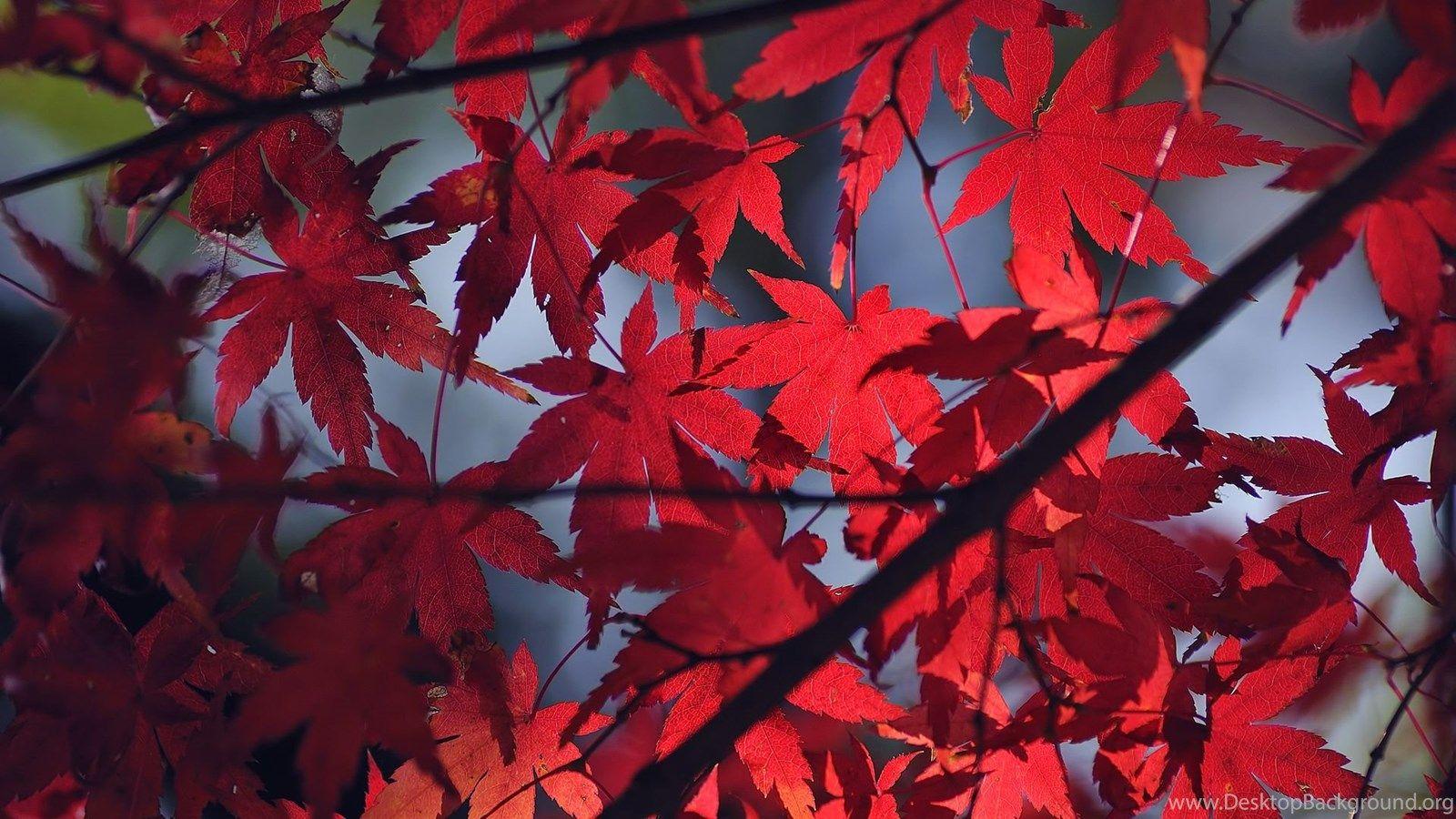 Japanese Maple Wallpapers - Top Free Japanese Maple Backgrounds ...