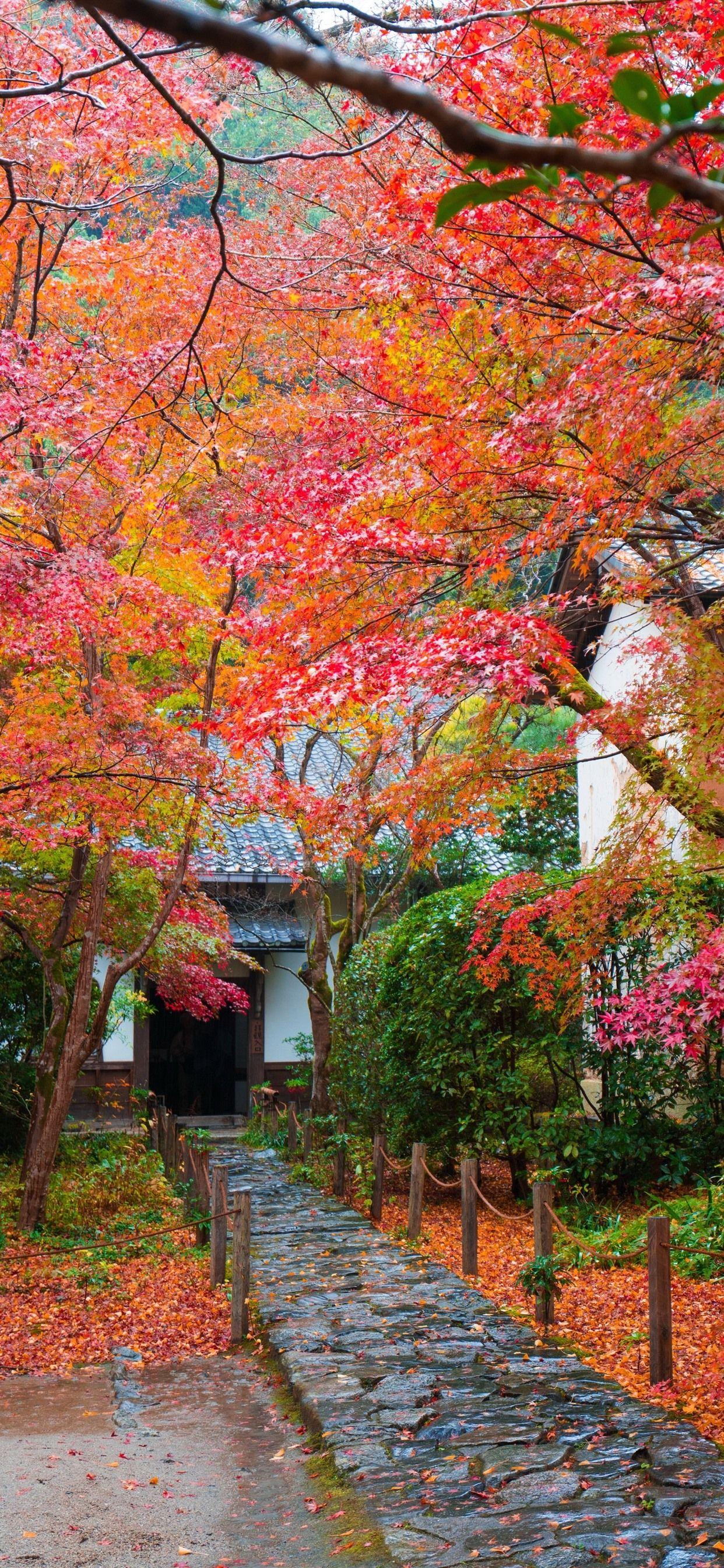 Japanese Maple Wallpapers - Top Free Japanese Maple Backgrounds ...