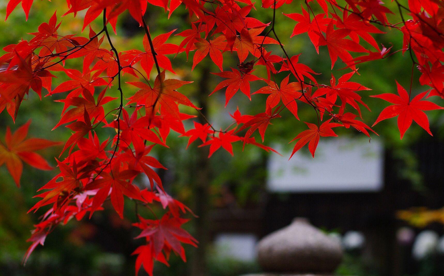 Japanese Maple Wallpapers - Top Free Japanese Maple Backgrounds ...