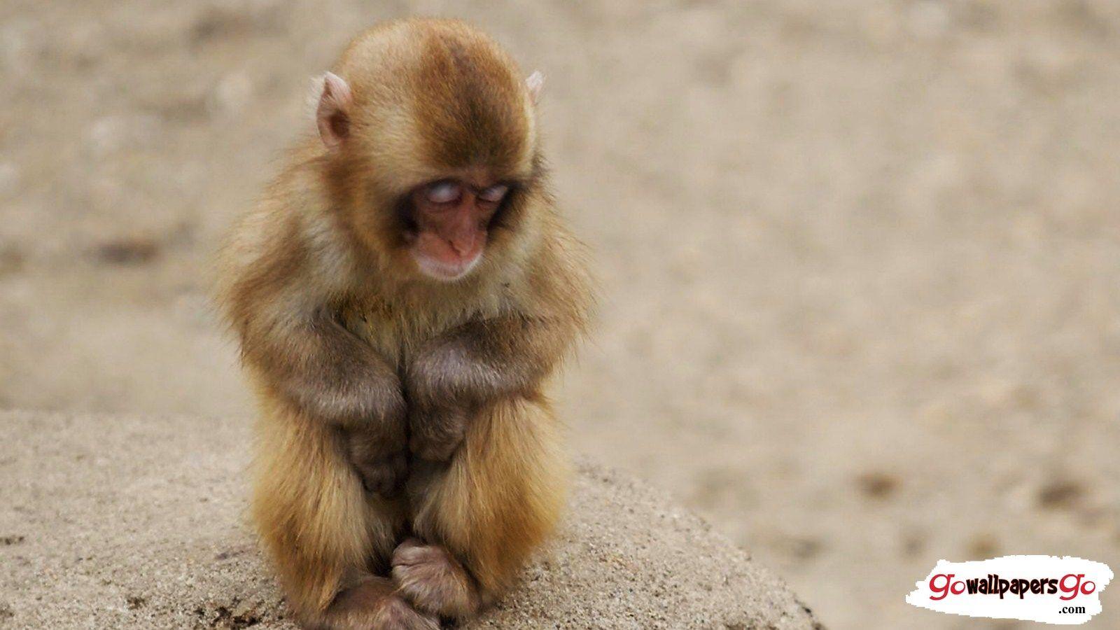 Sad Animal Wallpapers - Top Free Sad Animal Backgrounds - WallpaperAccess