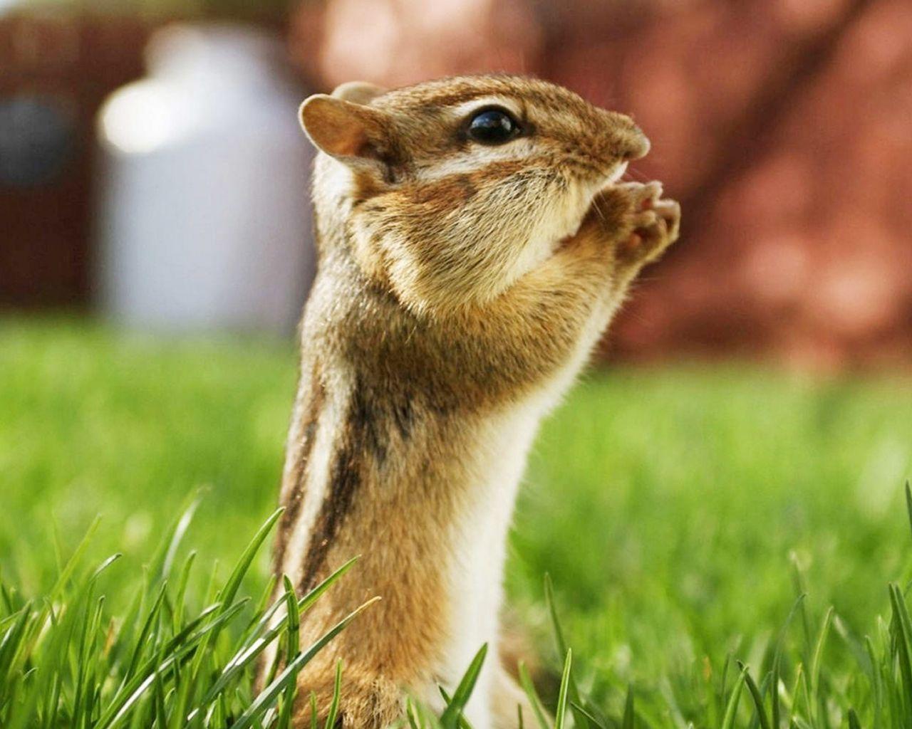 Sad Animal Wallpapers - Top Free Sad Animal Backgrounds - WallpaperAccess