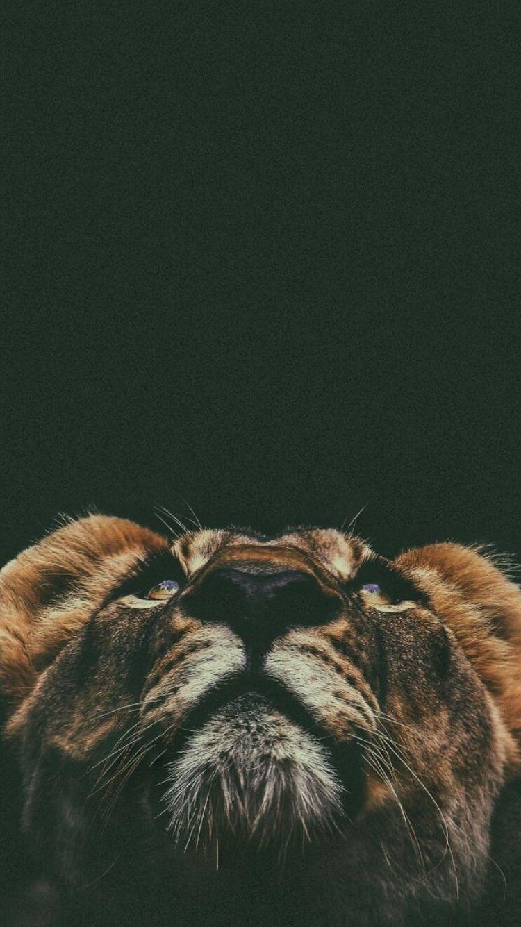 Sad Animal Wallpapers - Top Free Sad Animal Backgrounds - WallpaperAccess