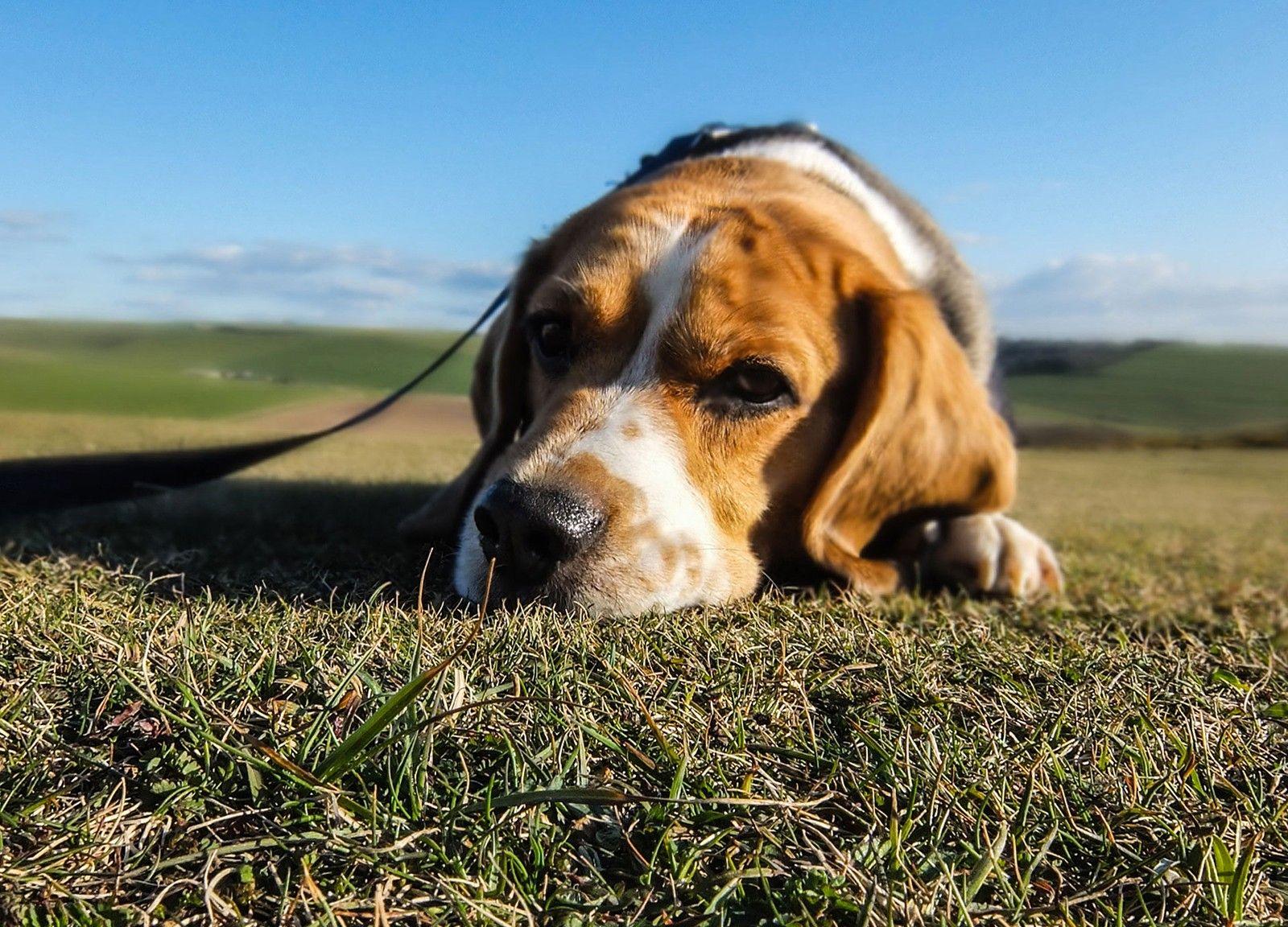 Sad Animal Wallpapers - Top Free Sad Animal Backgrounds - WallpaperAccess