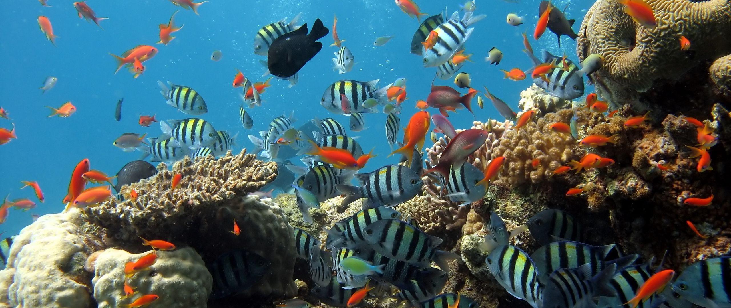 Underwater Ocean HD Wallpapers - Top Free Underwater Ocean HD ...